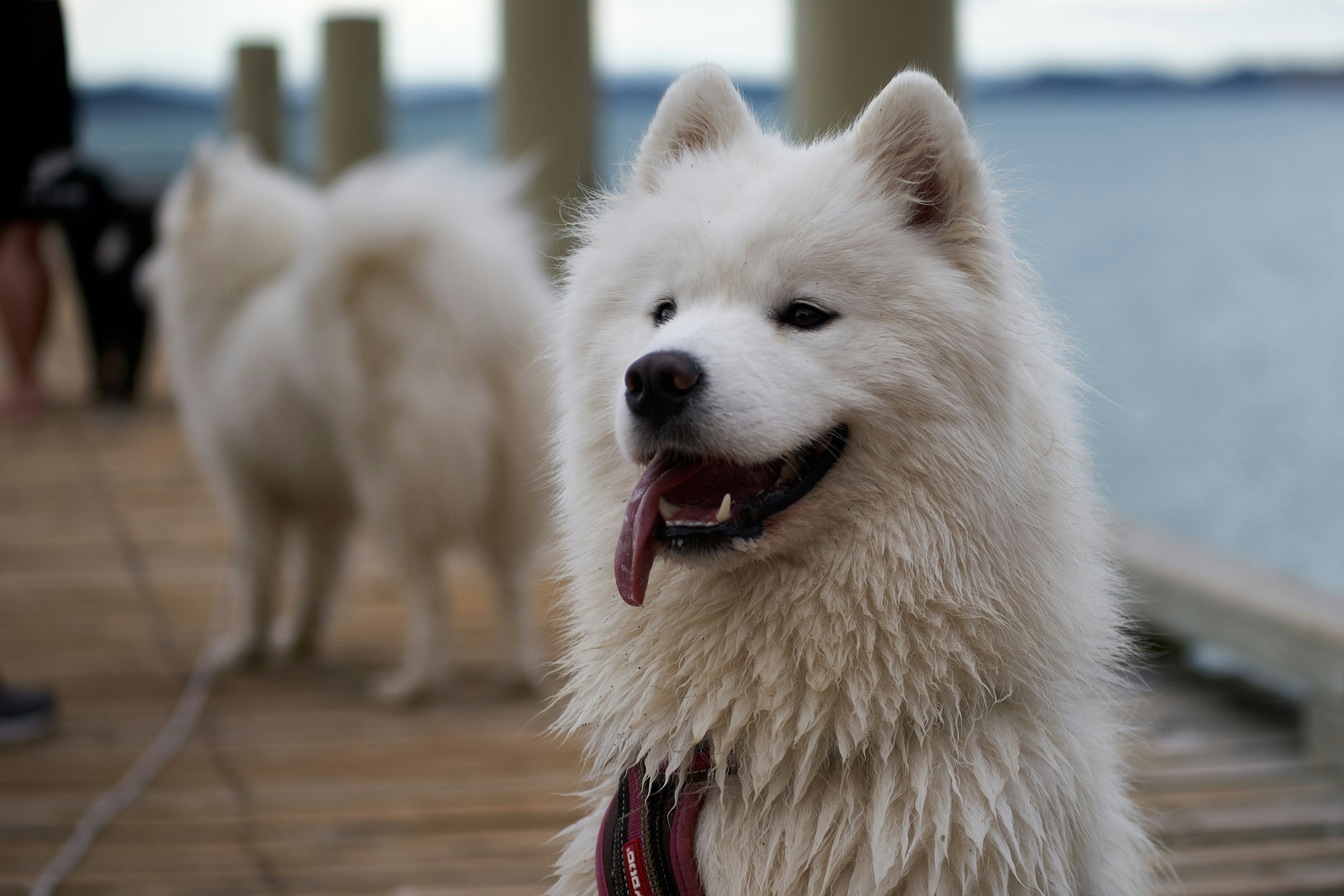 Two white dogs are standing on a pier photo – Free Grey Image on Unsplash