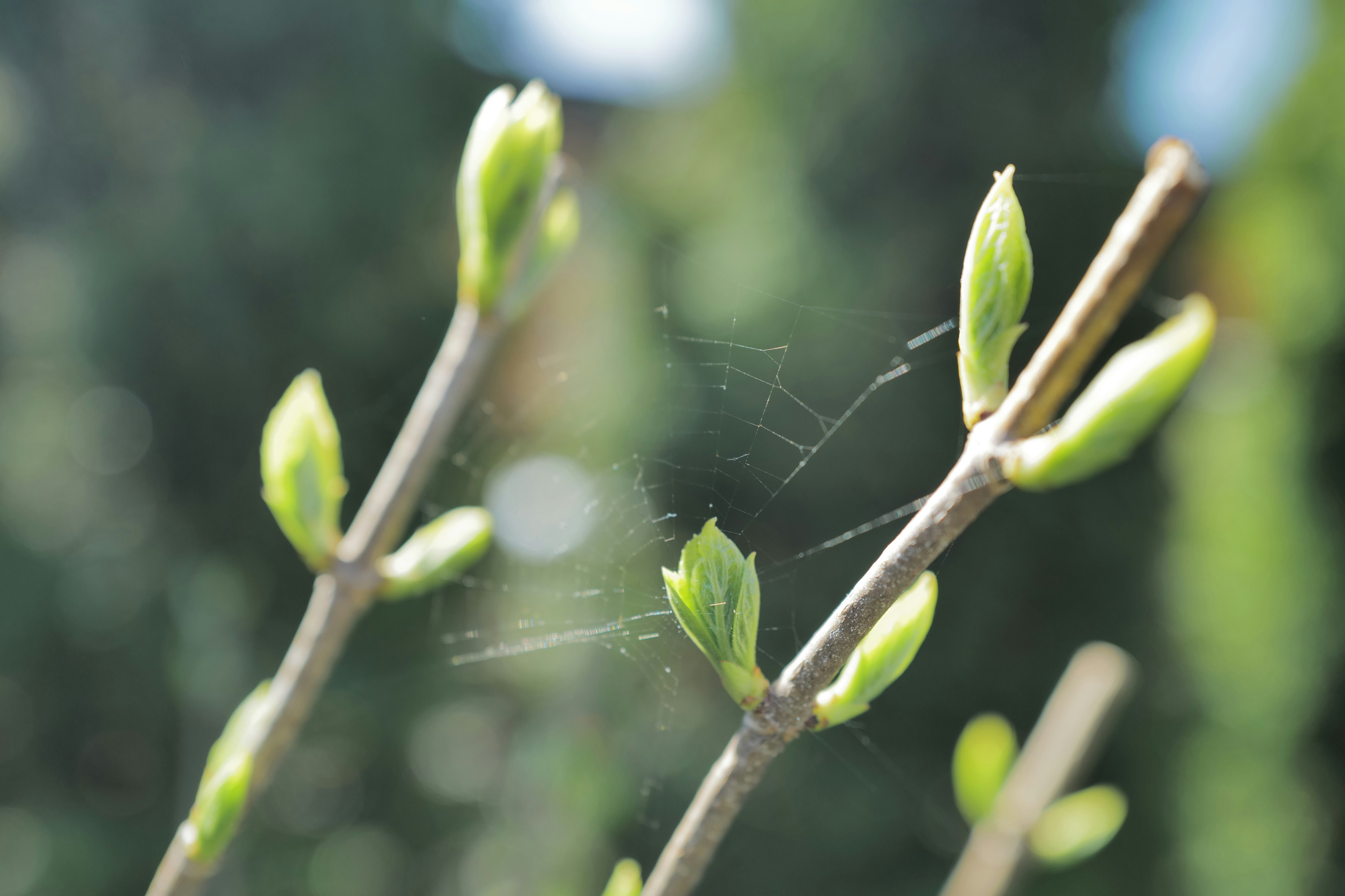 Spider Webset Between Buds: Fragile Geometry of Spring