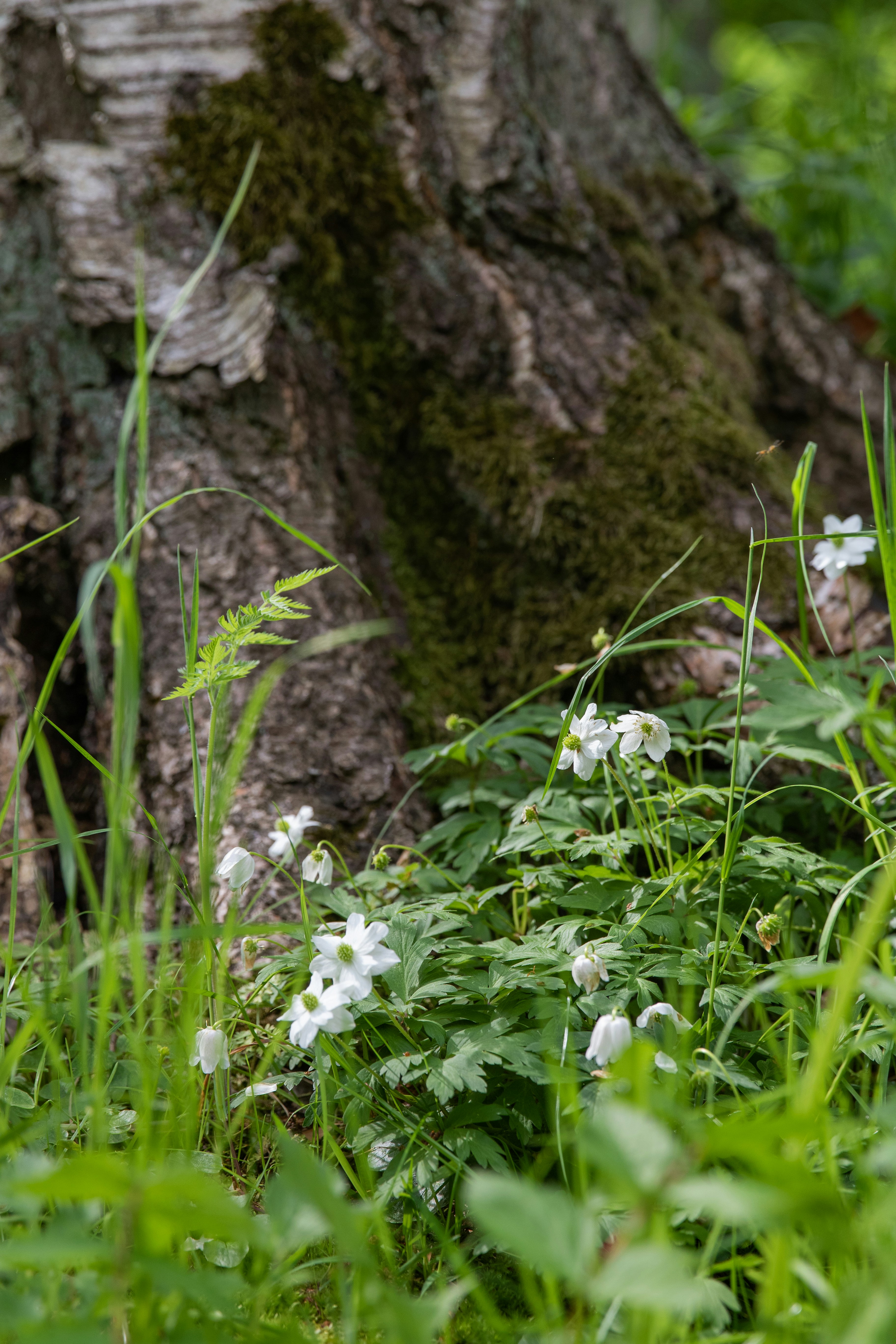 White Blooms at the Moss-Draped Trunk: A Quiet Woodland Close-Up