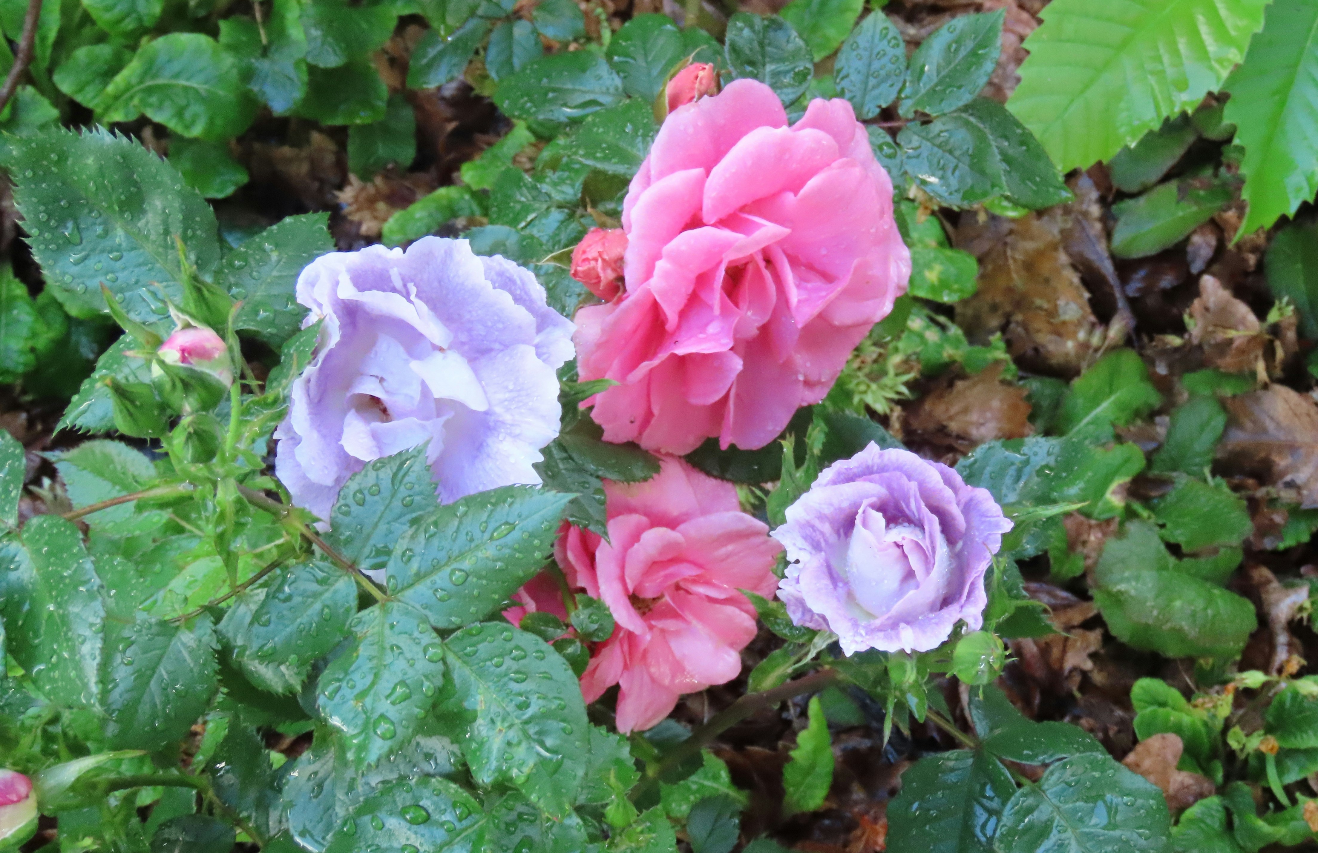 Trois fleurs roses et violettes aux feuilles vertes photo – Photo ...