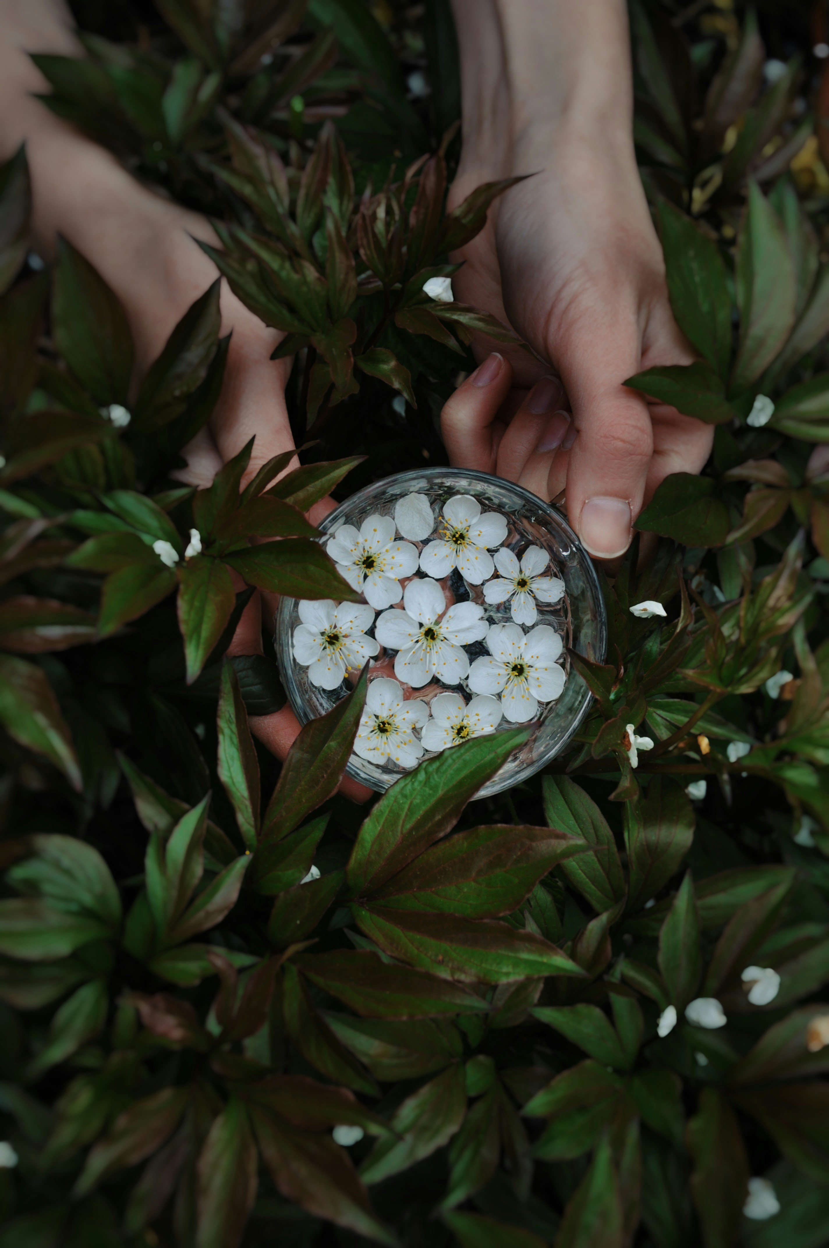 Hands cradle a glass bowl of white blossoms amid dark green foliage