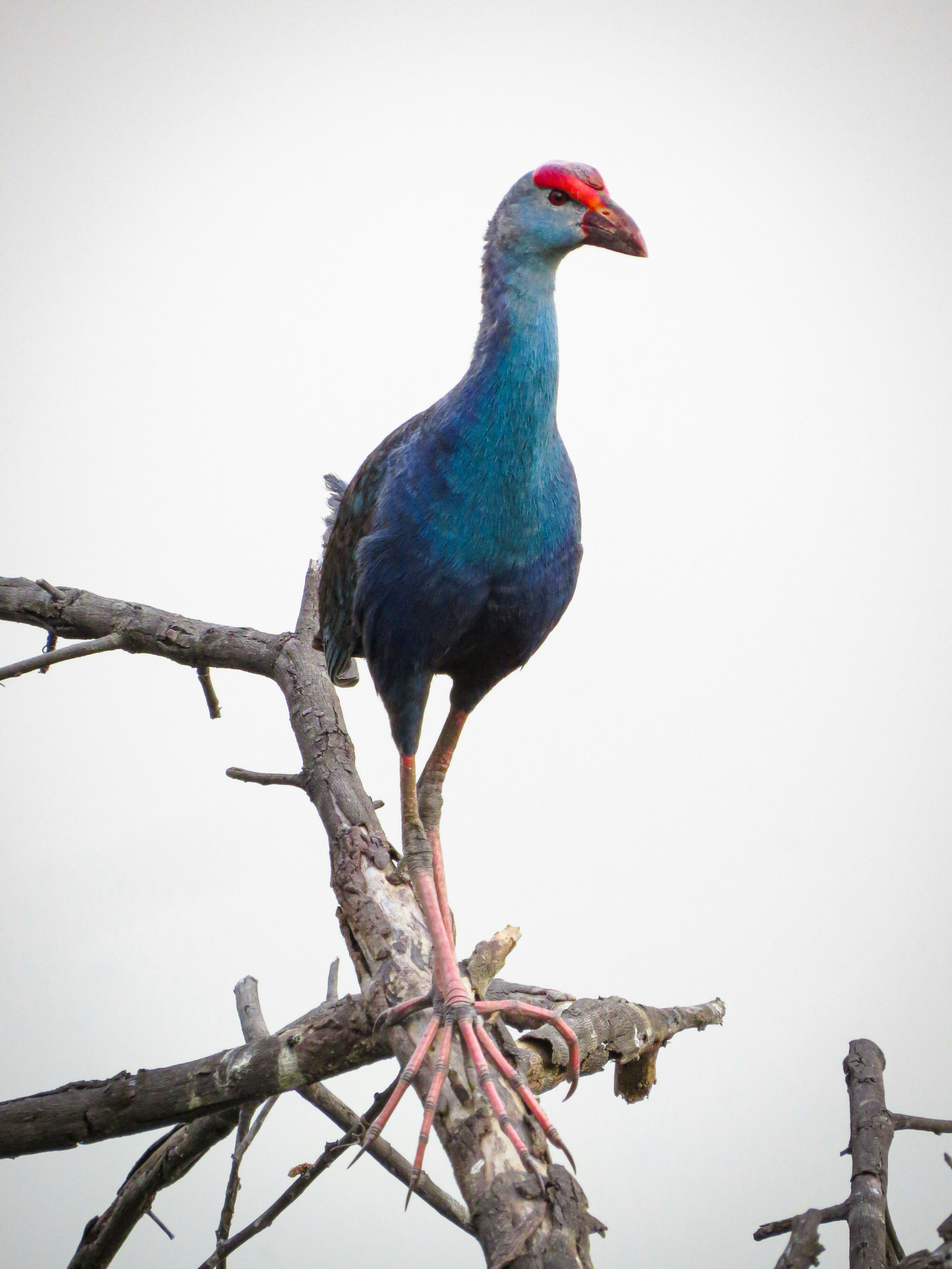 Un oiseau bleu assis au sommet d’une branche d’arbre photo – Photo Gris ...