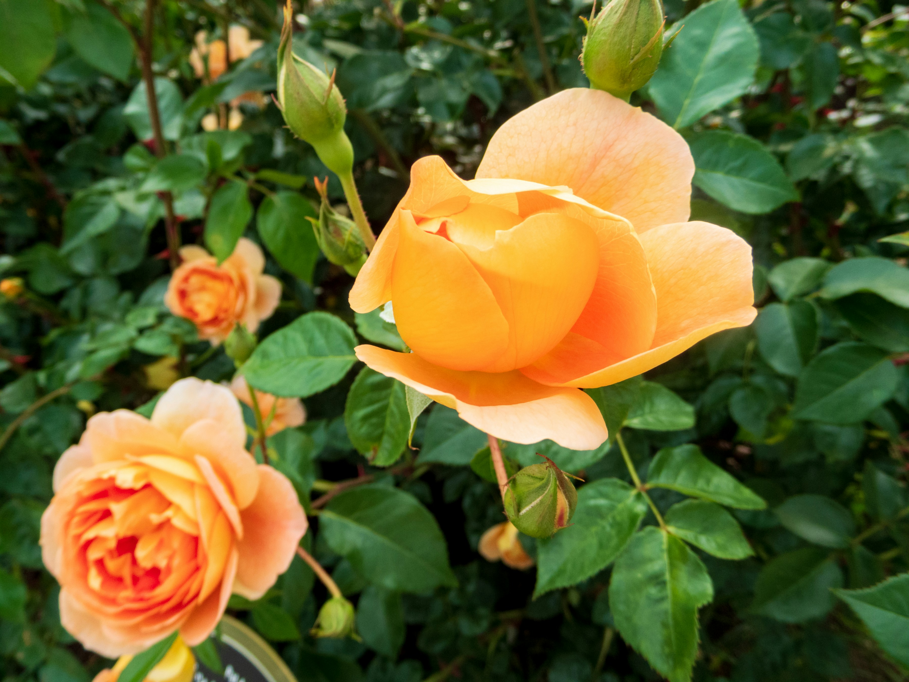 Close-up photograph of a peach-orange rose in a lush green garden, with buds and other blossoms in the background.