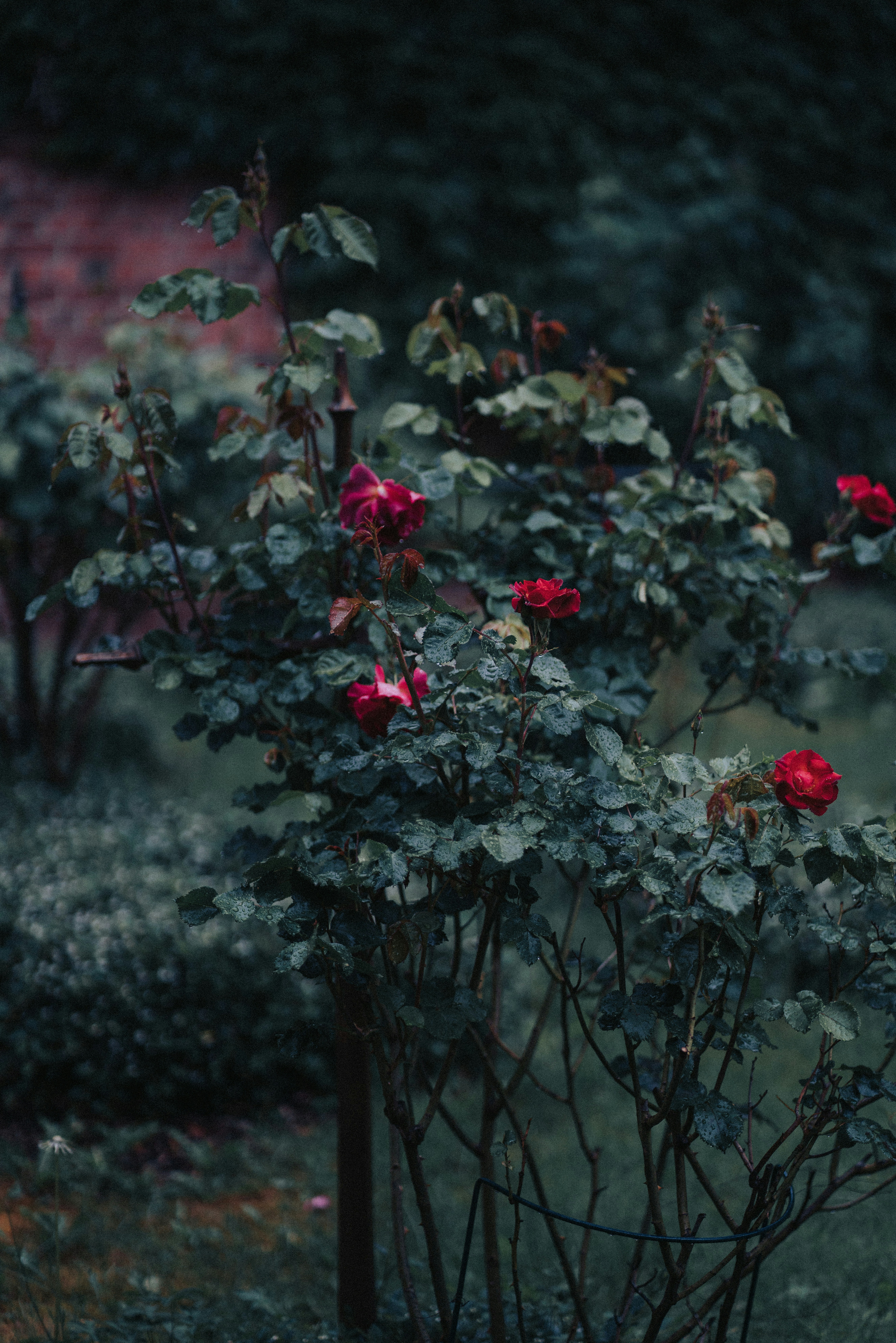 Un buisson avec des fleurs rouges dans un jardin photo – Photo Monaco ...