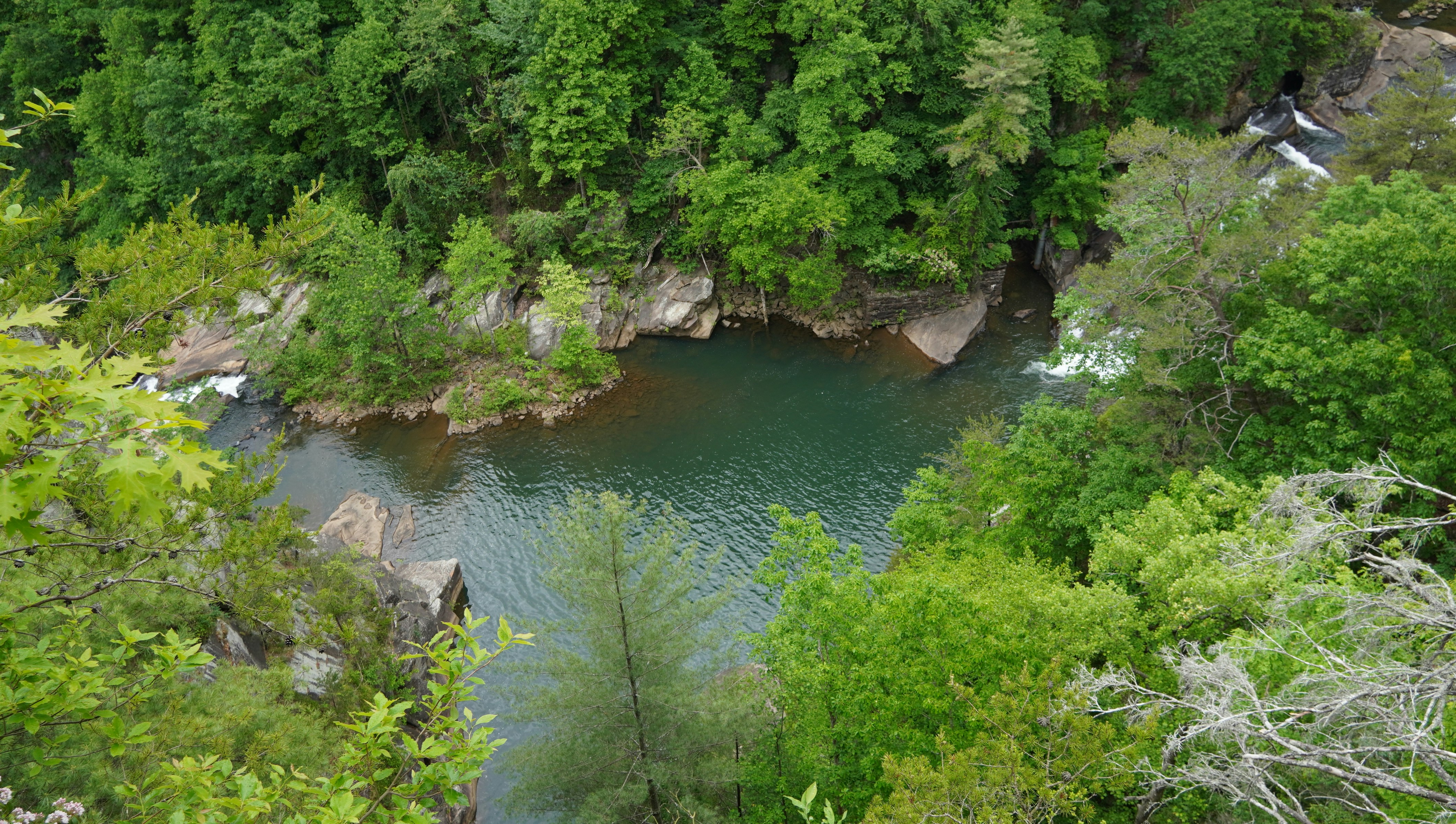Um rio que atravessa uma floresta verde exuberante foto – Imagem grátis ...