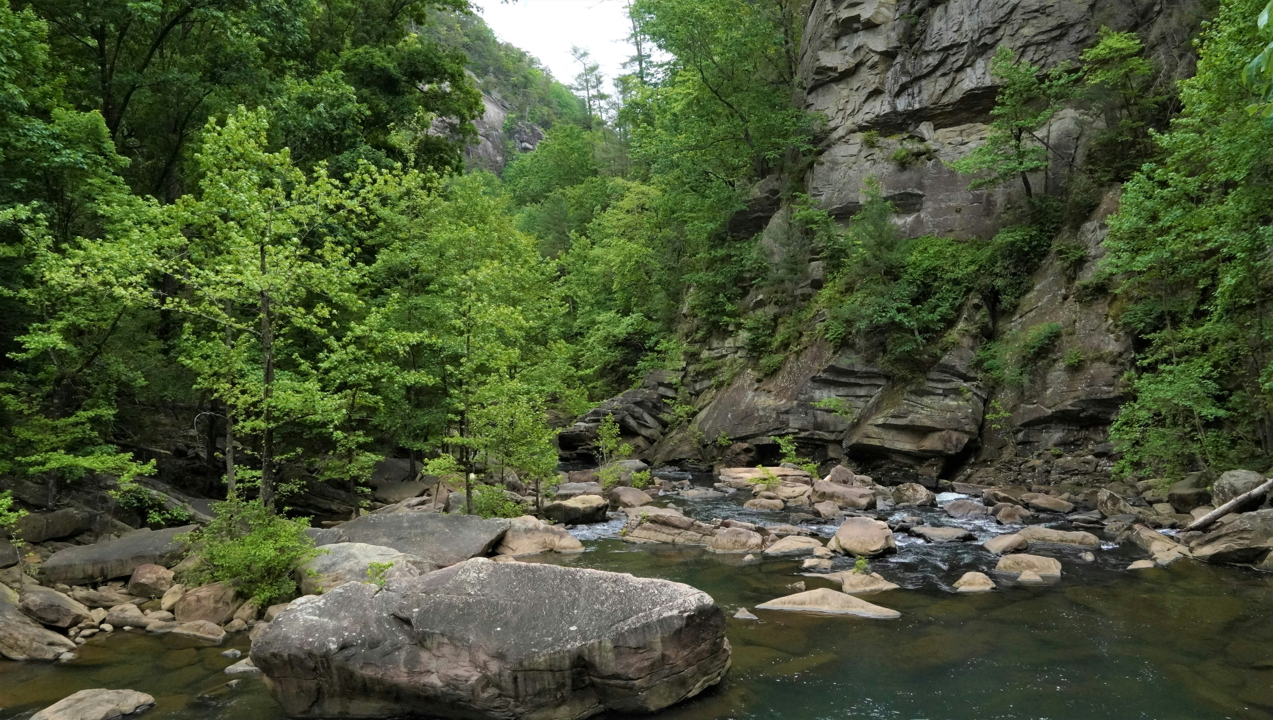Une rivière qui coule à travers une forêt verdoyante photo – Image ...