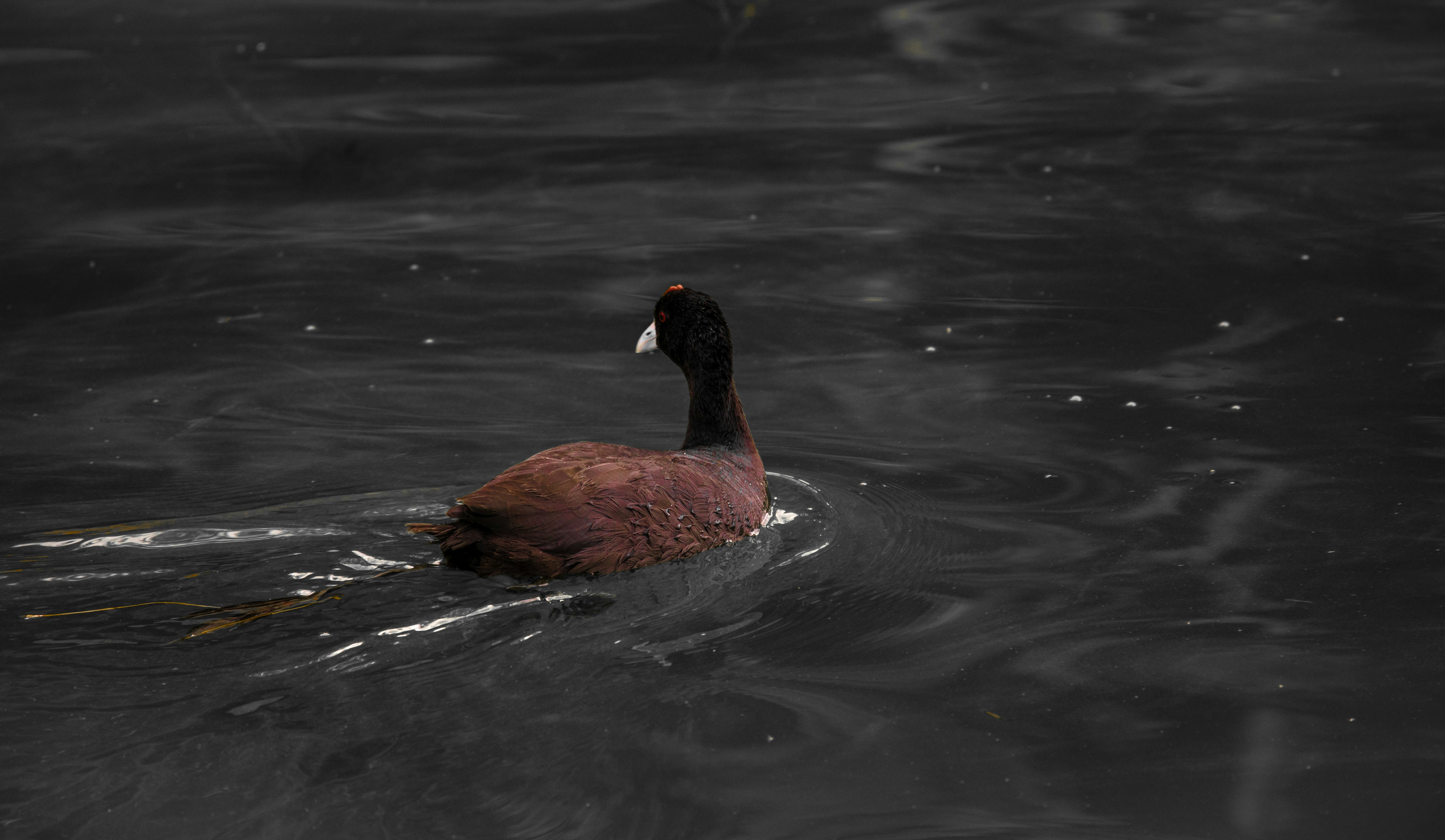 Crimson-Bodied Glider in Ink-Dark Waters