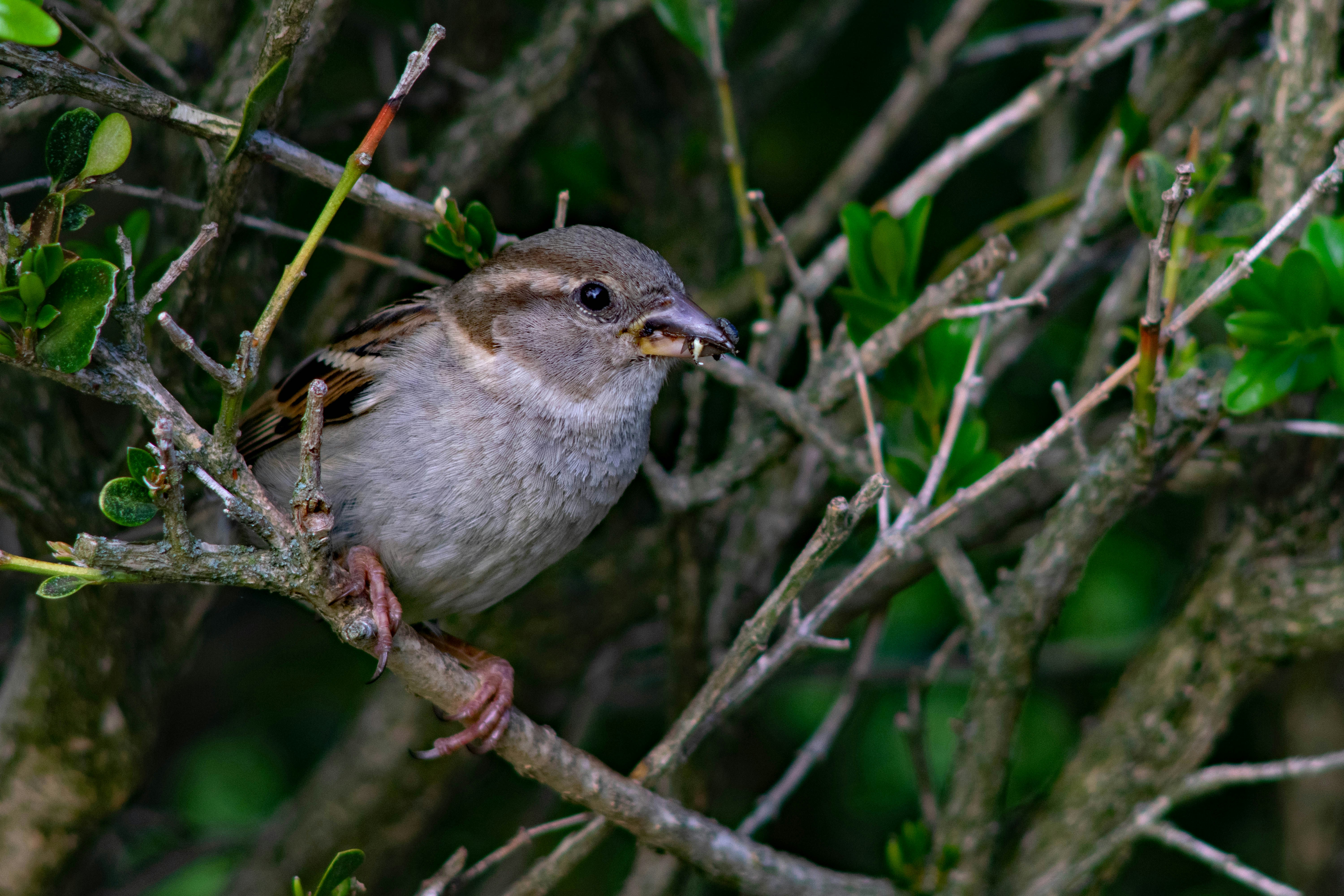A sparrow perched delicately among the intricate branches, showcasing its subtle plumage against a backdrop of lush greenery.