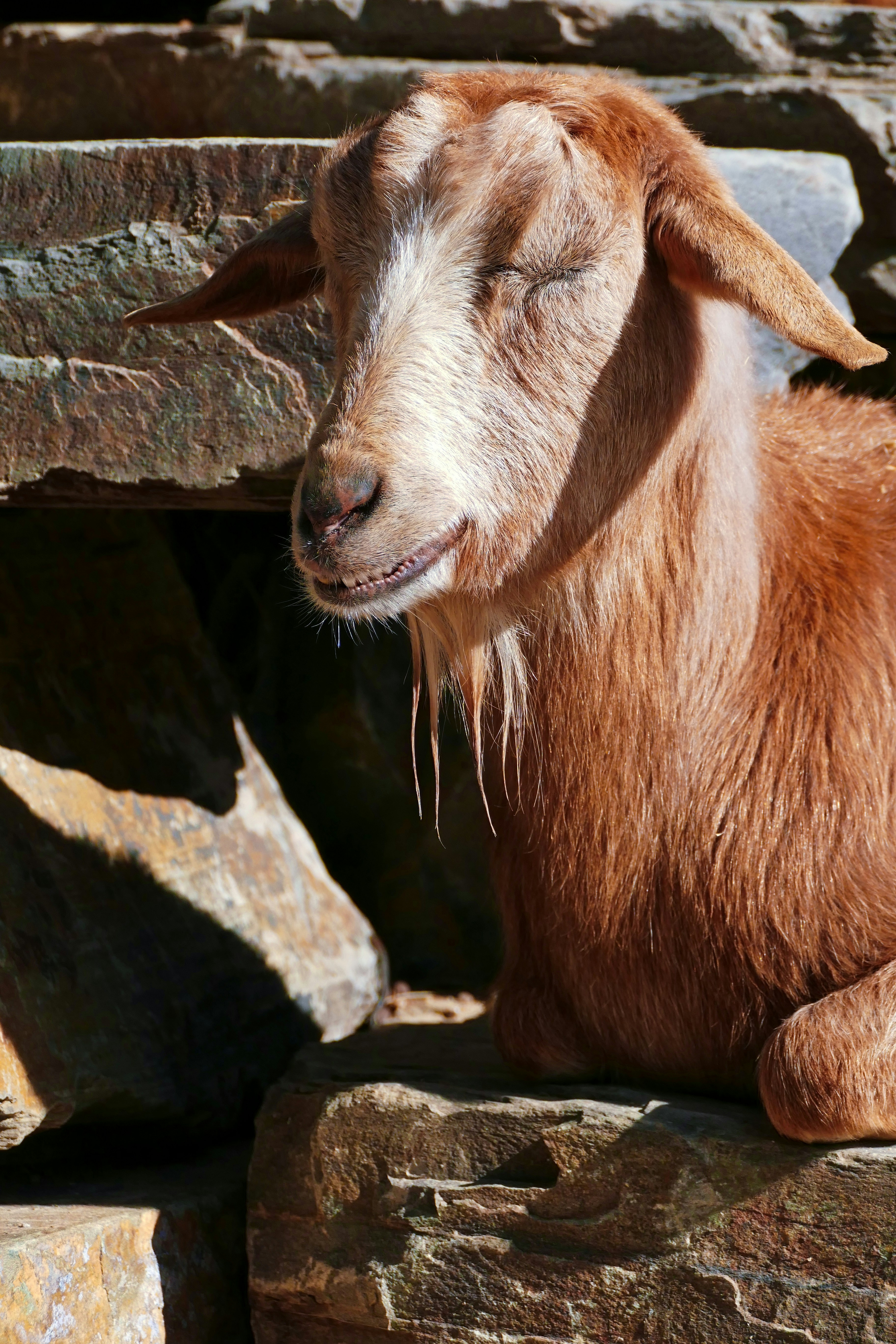 Goat enjoying sunbath in Adelaide Zoo