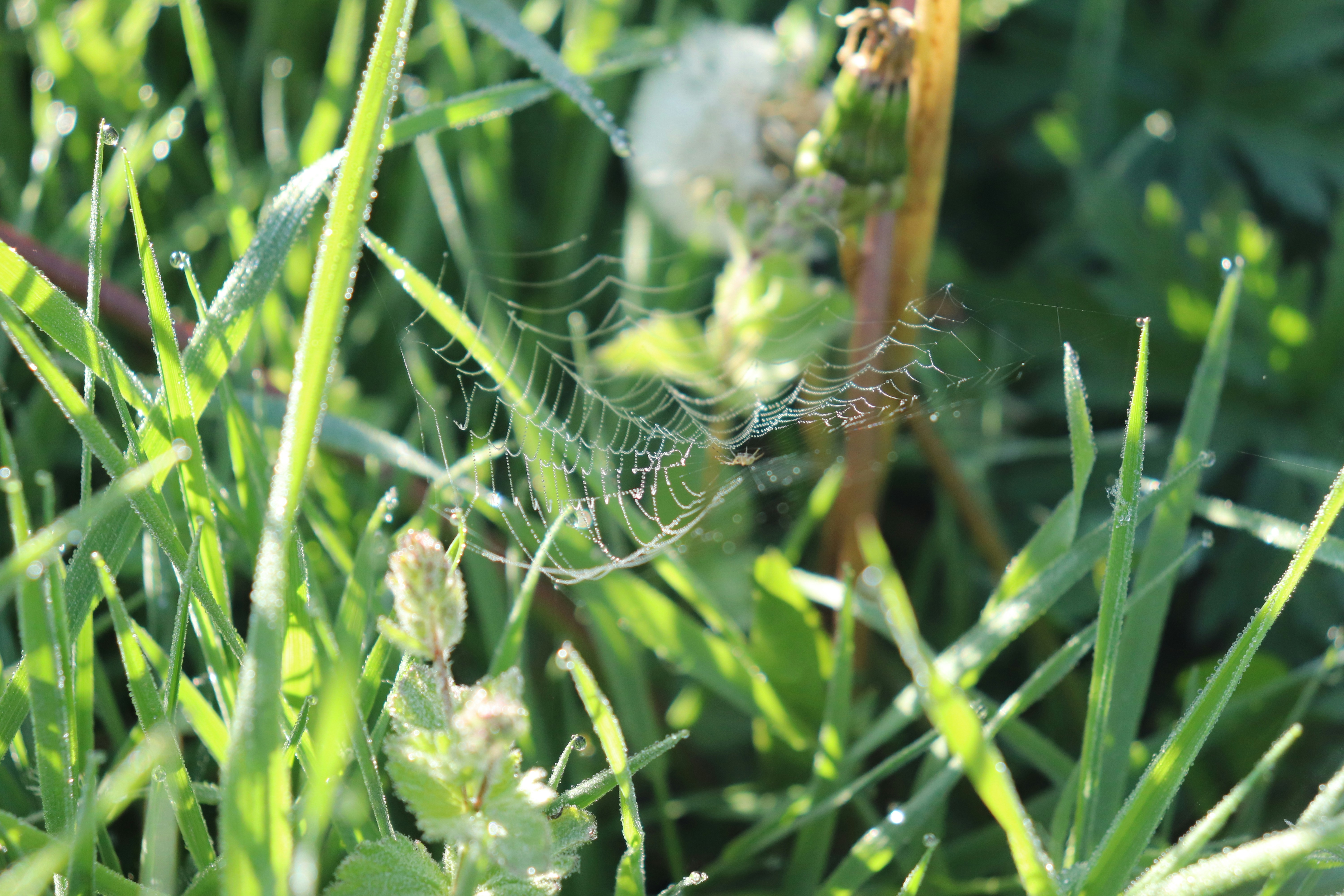 Dew-Kissed Spider Web Spanning Grass Blades