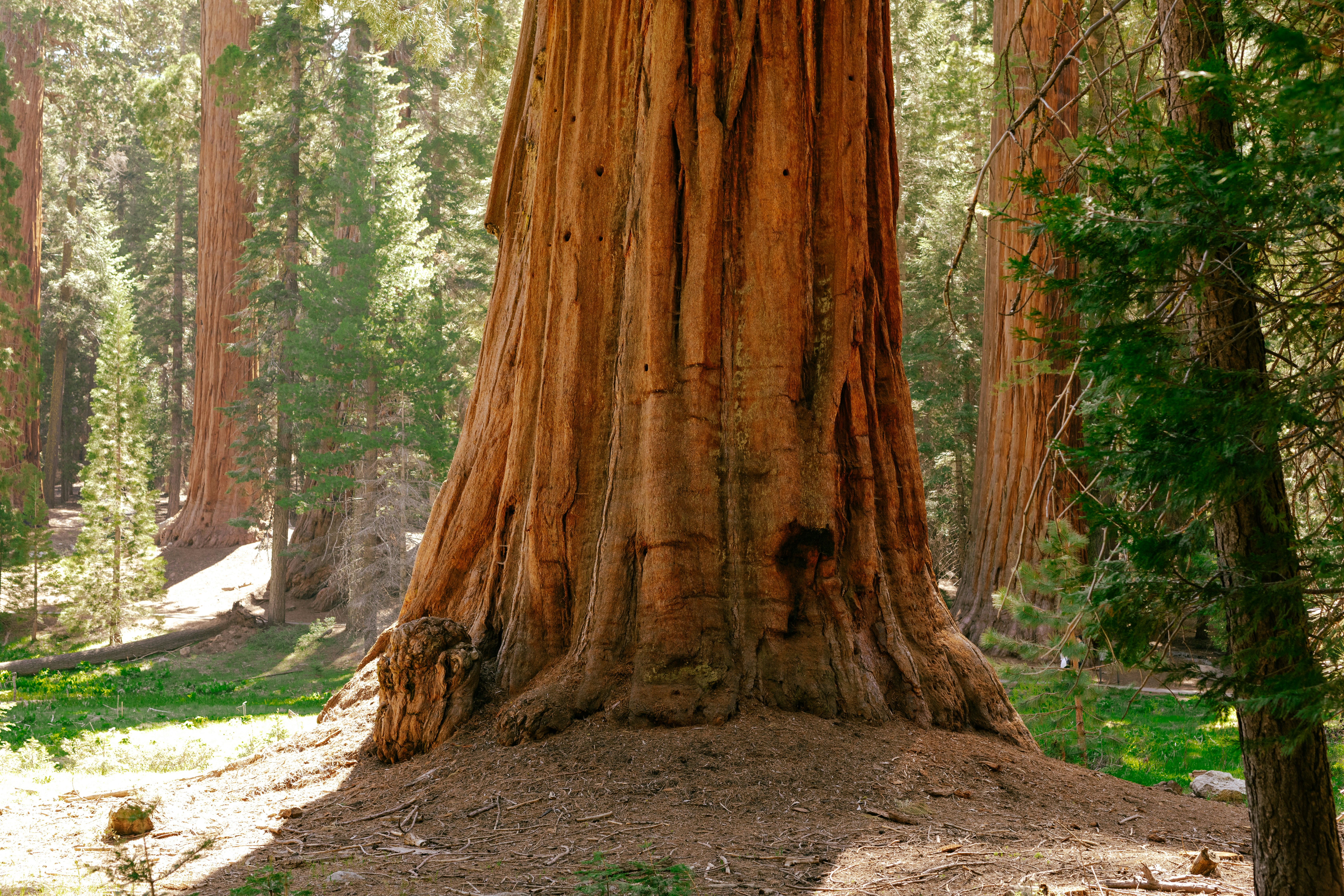 A towering sequoia tree stands proudly among its forest companions, showcasing its impressive bark and grandeur. Sunlight filters through the canopy, illuminating the forest floor.