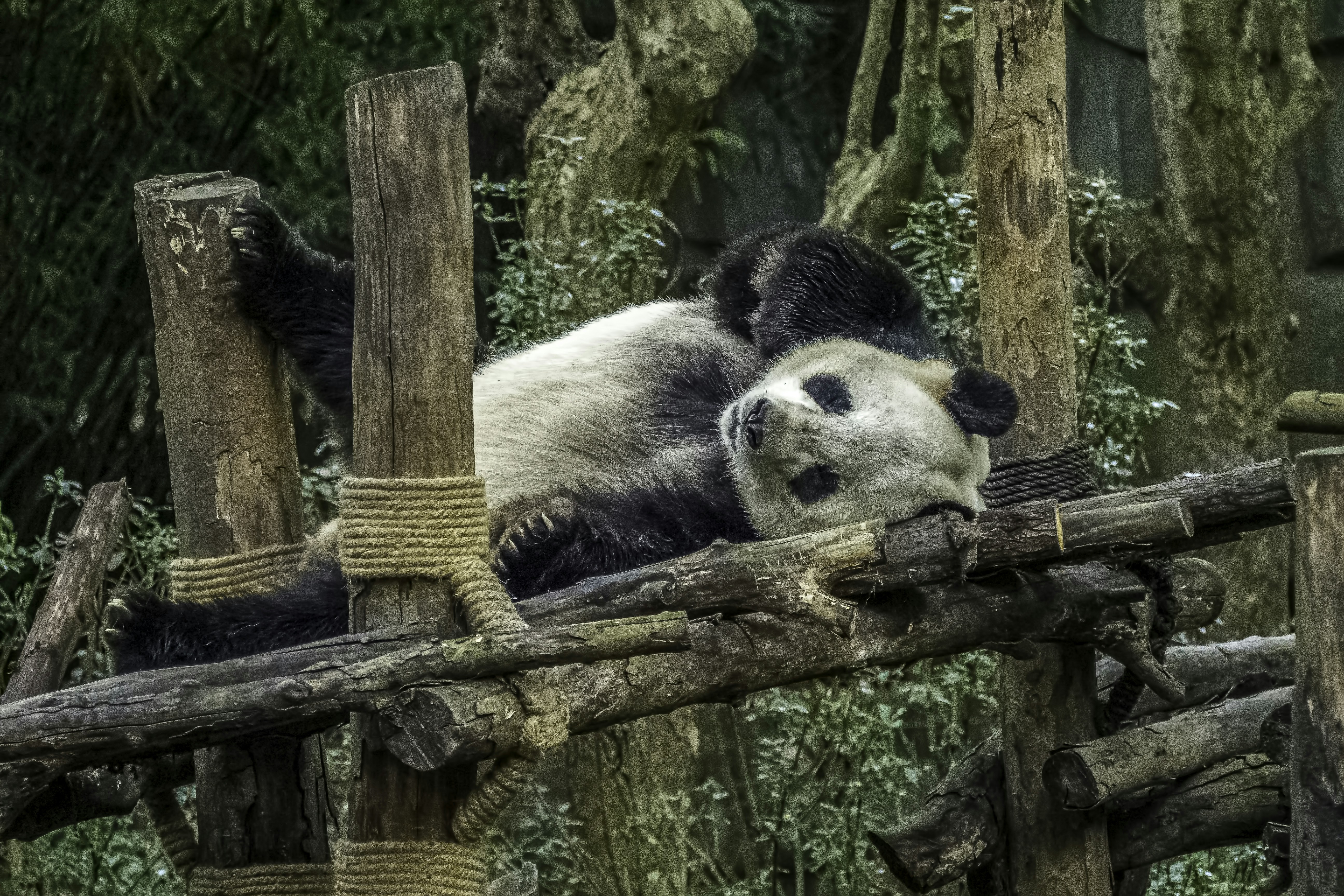 Giant Panda Sanctuary, where pandas and other endangered species can be observed. http://www.panda.org.cn/