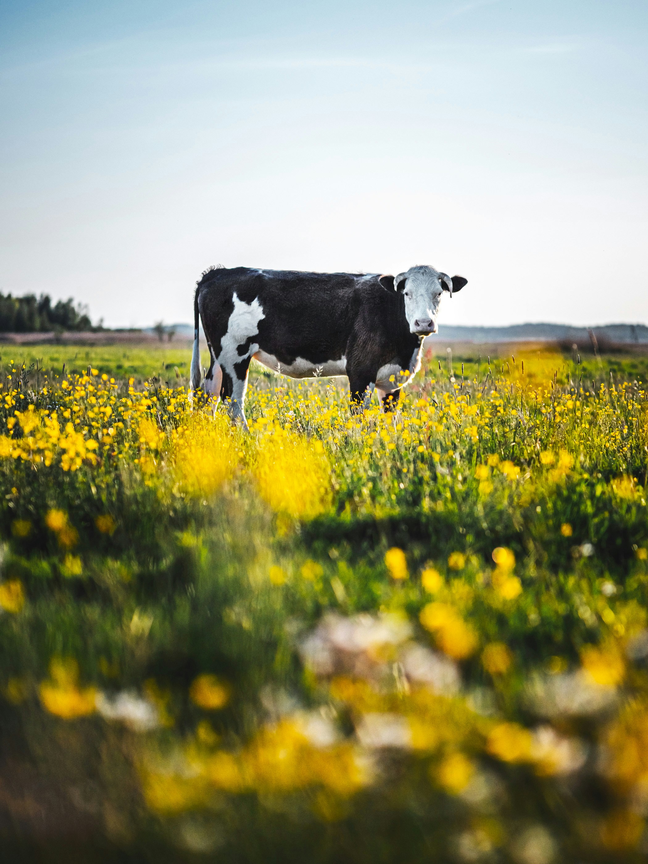 A black and white cow stands amidst a vibrant field of yellow flowers under a clear sky.