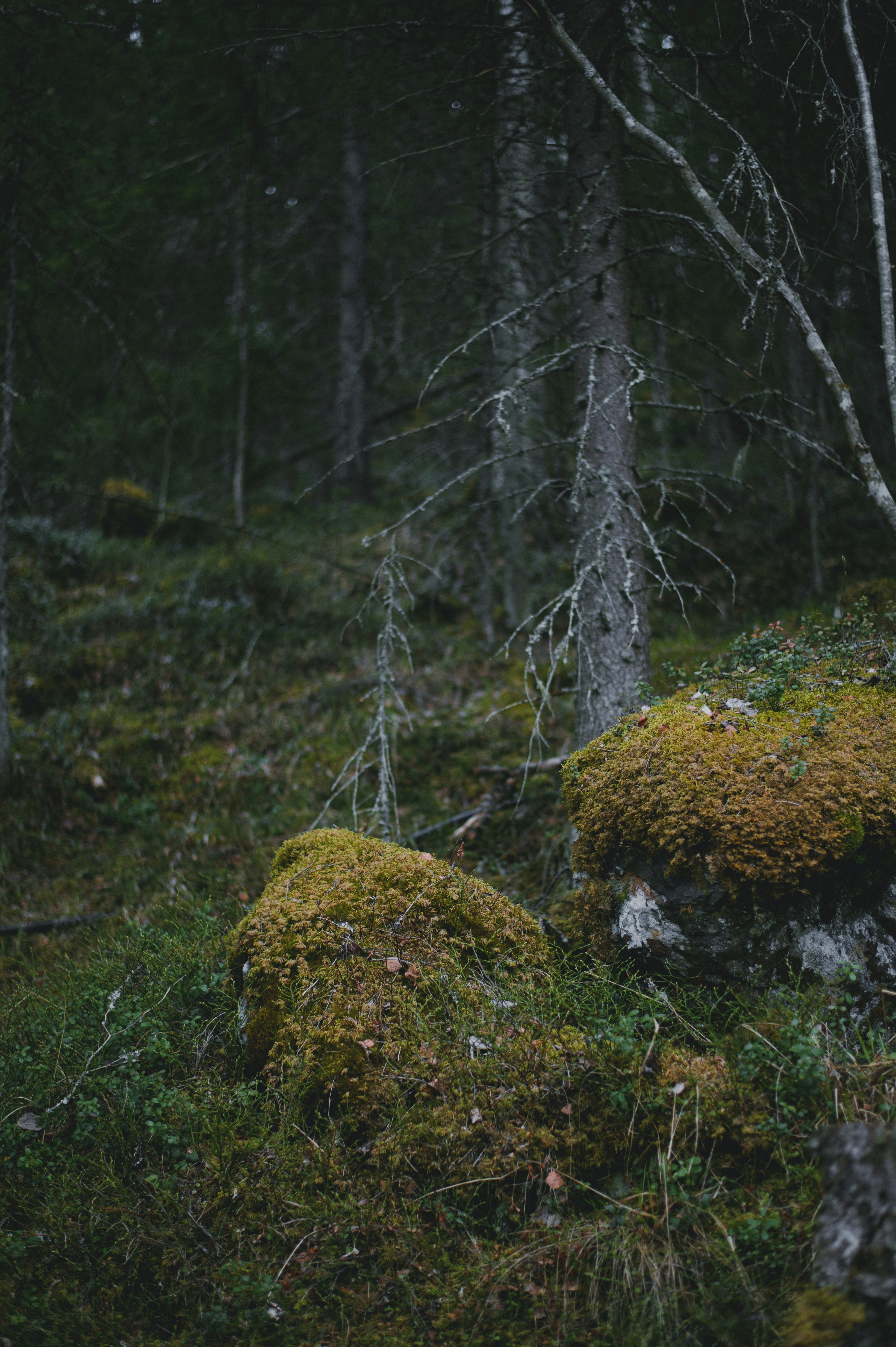 Scrape Data from Website to CSV