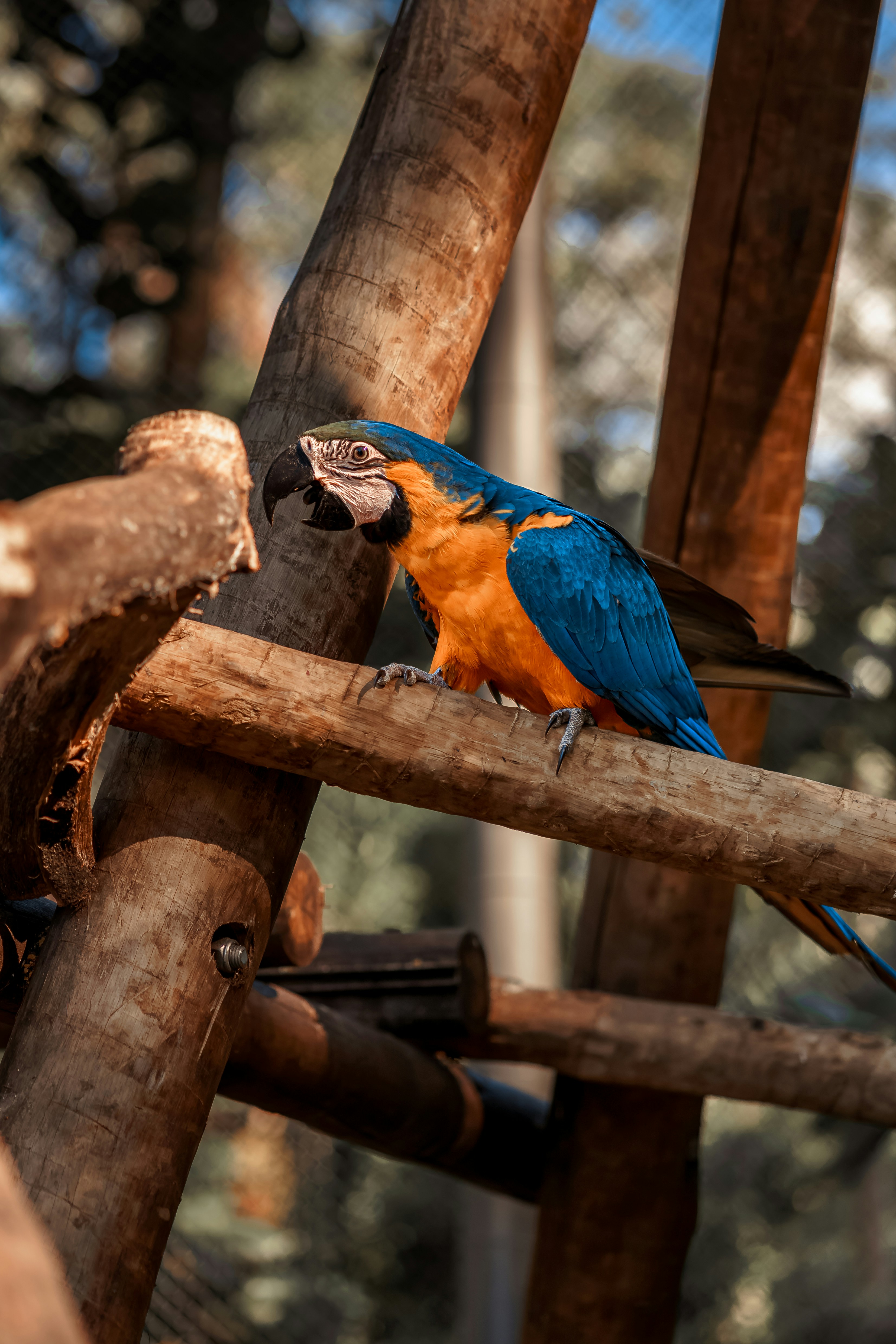 Blue-and-Gold Macaw Perched on Weathered Bamboo Lattice