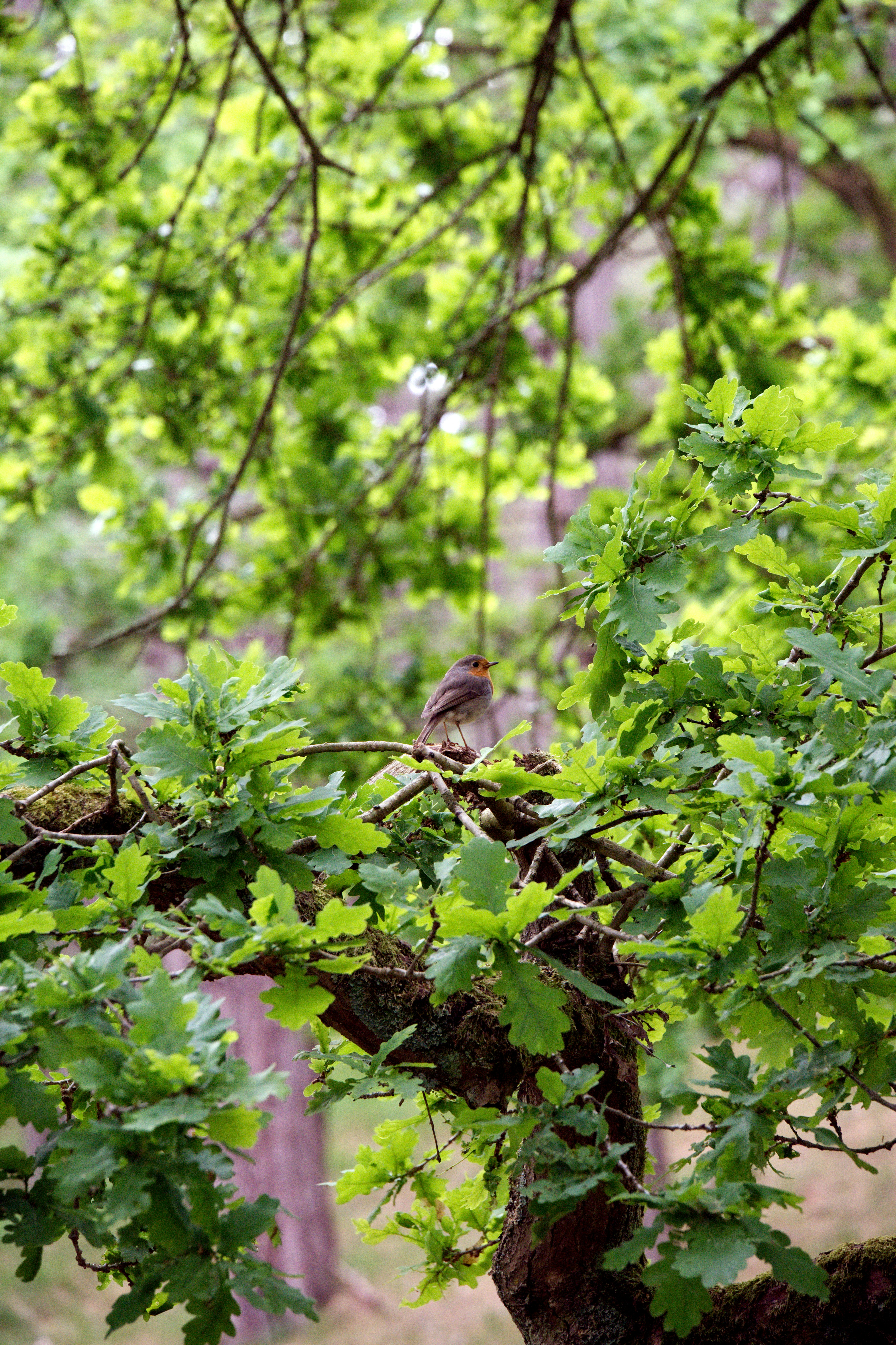 Perched in the Green Cathedral: a sparrow on a tangled oak branch