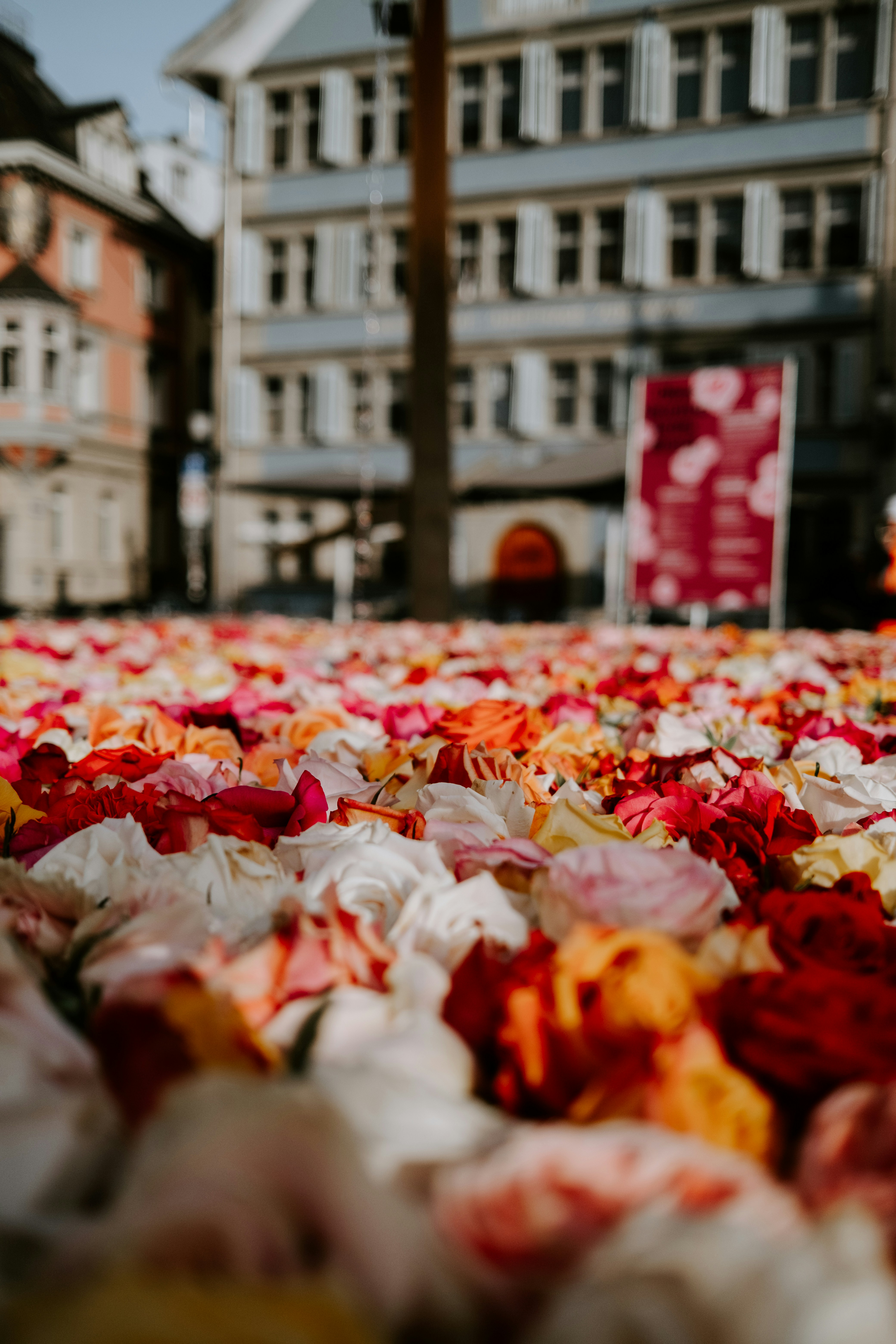 Petal Carpet in the City Square: A Burst of Color Across Cobblestones