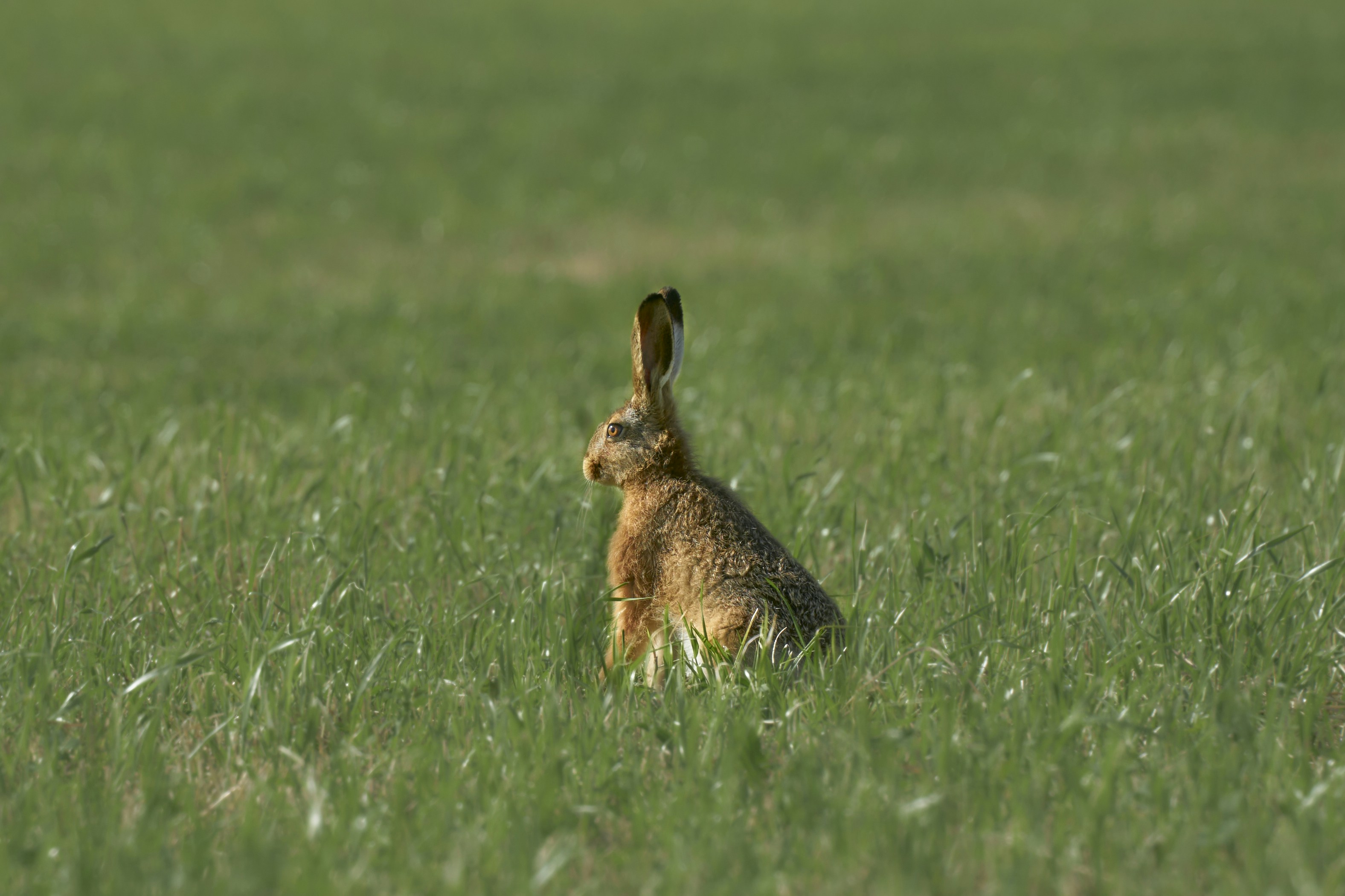 A rabbit sitting in a field of tall grass photo – Free Animal Image on ...