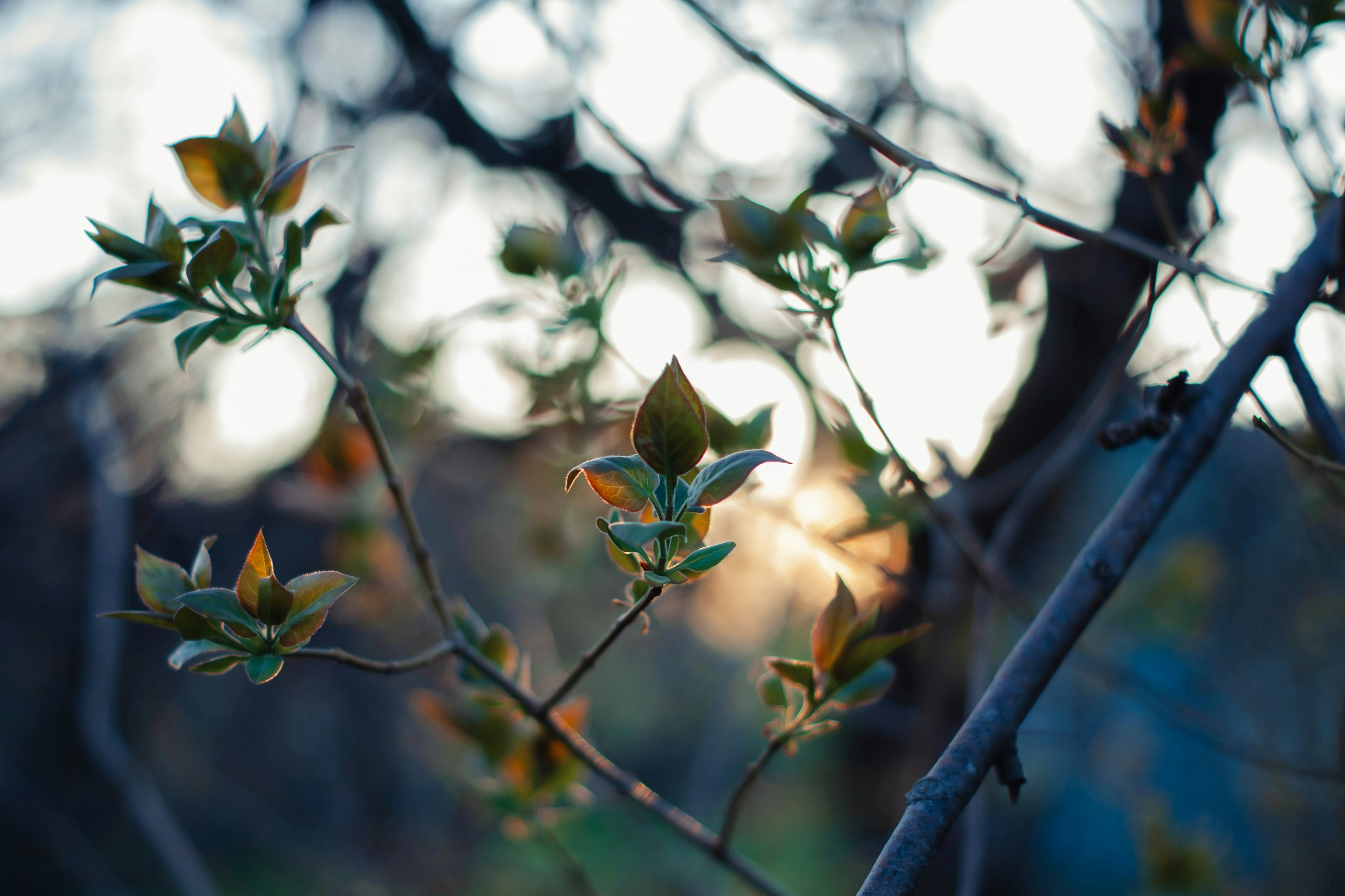 New leaves on a branch with a soft-focus sunset in the background.