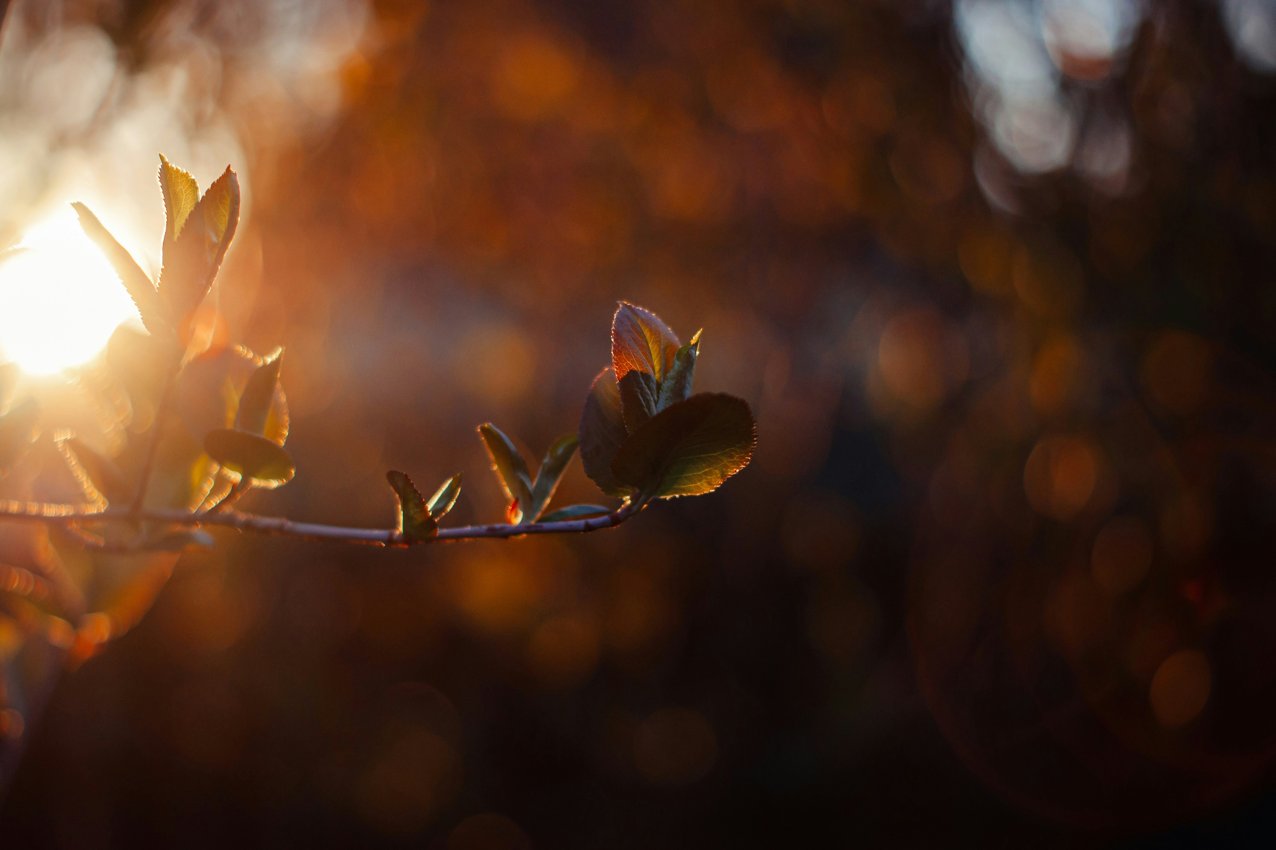 Delicate leaves on a branch illuminated by warm sunlight against a blurred autumnal background.