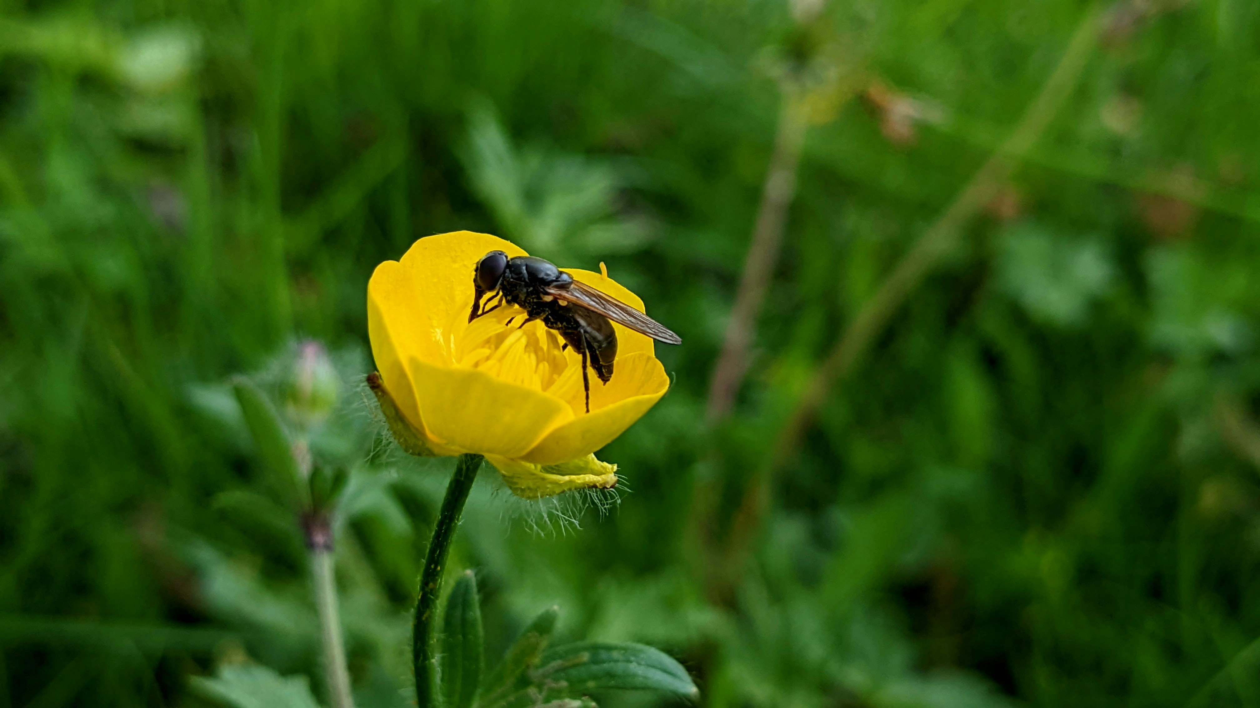 Amber Bee on a Sunlit Poppy: A Meadow Macro Portrait