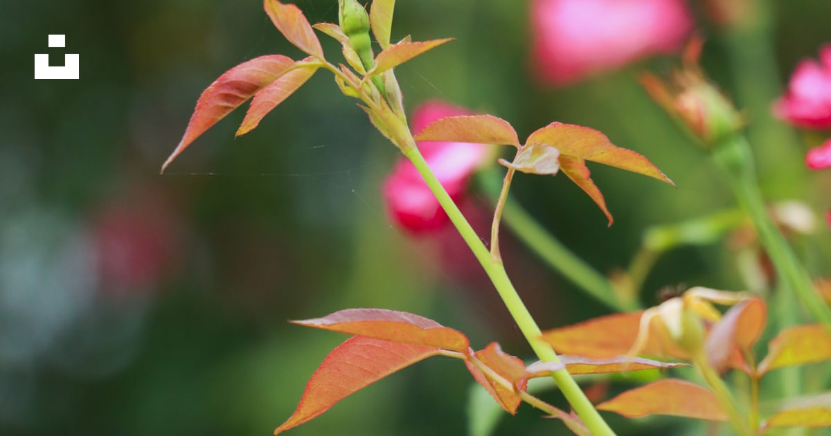 Un Primer Plano De Una Planta Con Flores Rosadas En El Fondo Foto