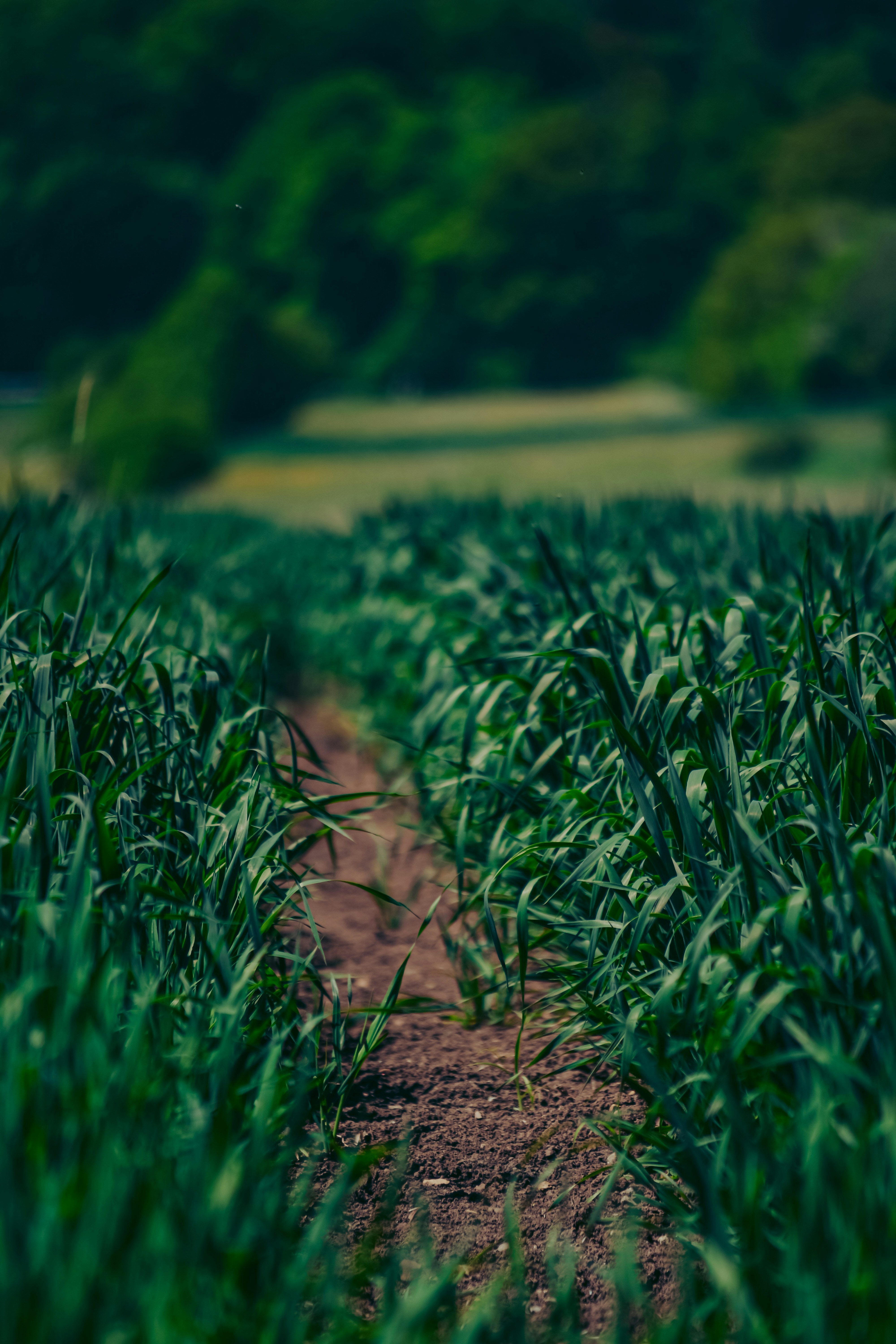 Between Green Aisles: A Dirt Path Converging Toward a Quiet Horizon