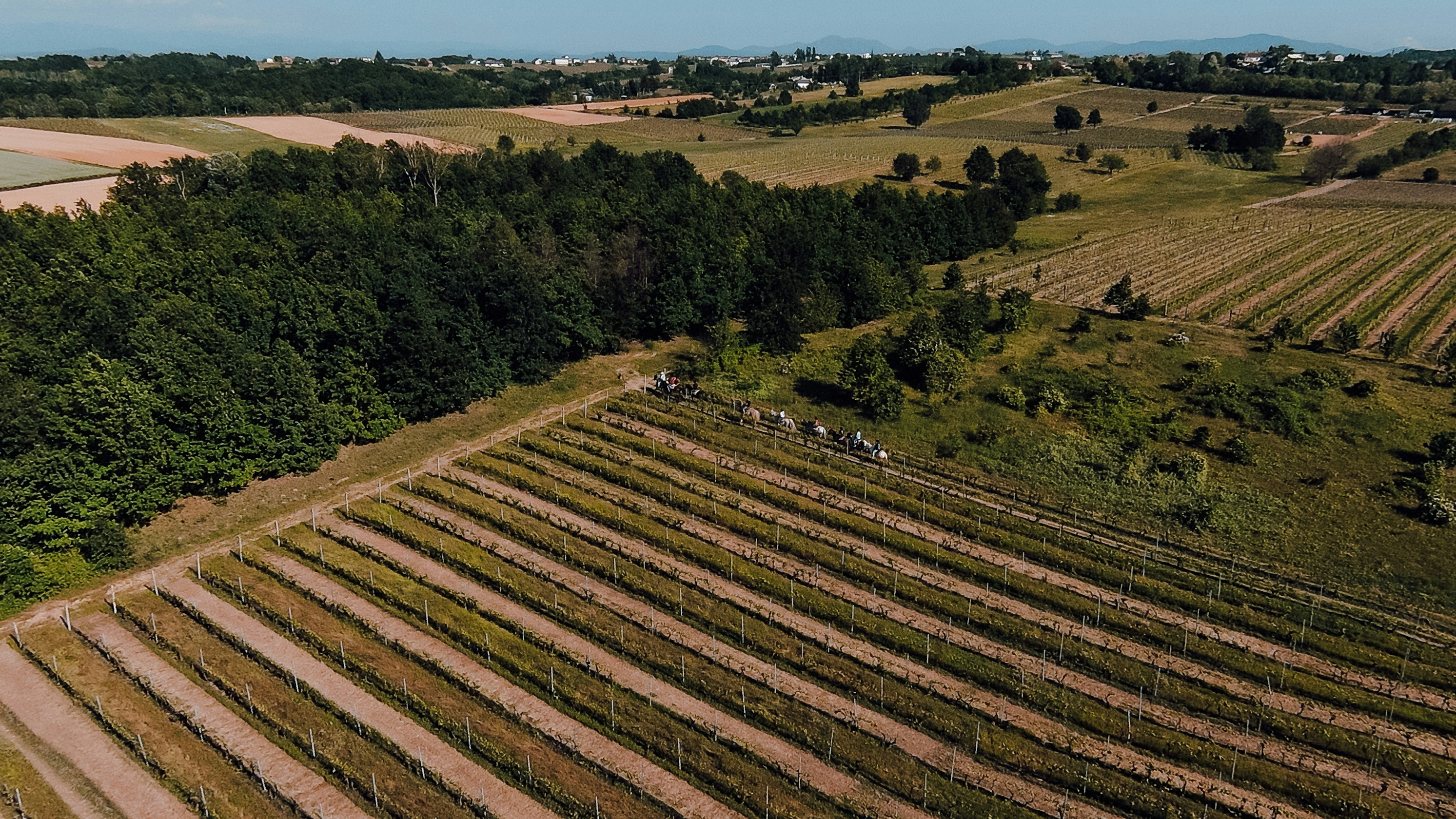 An aerial view of a farm with rows of trees photo – Free Ovada Image on ...