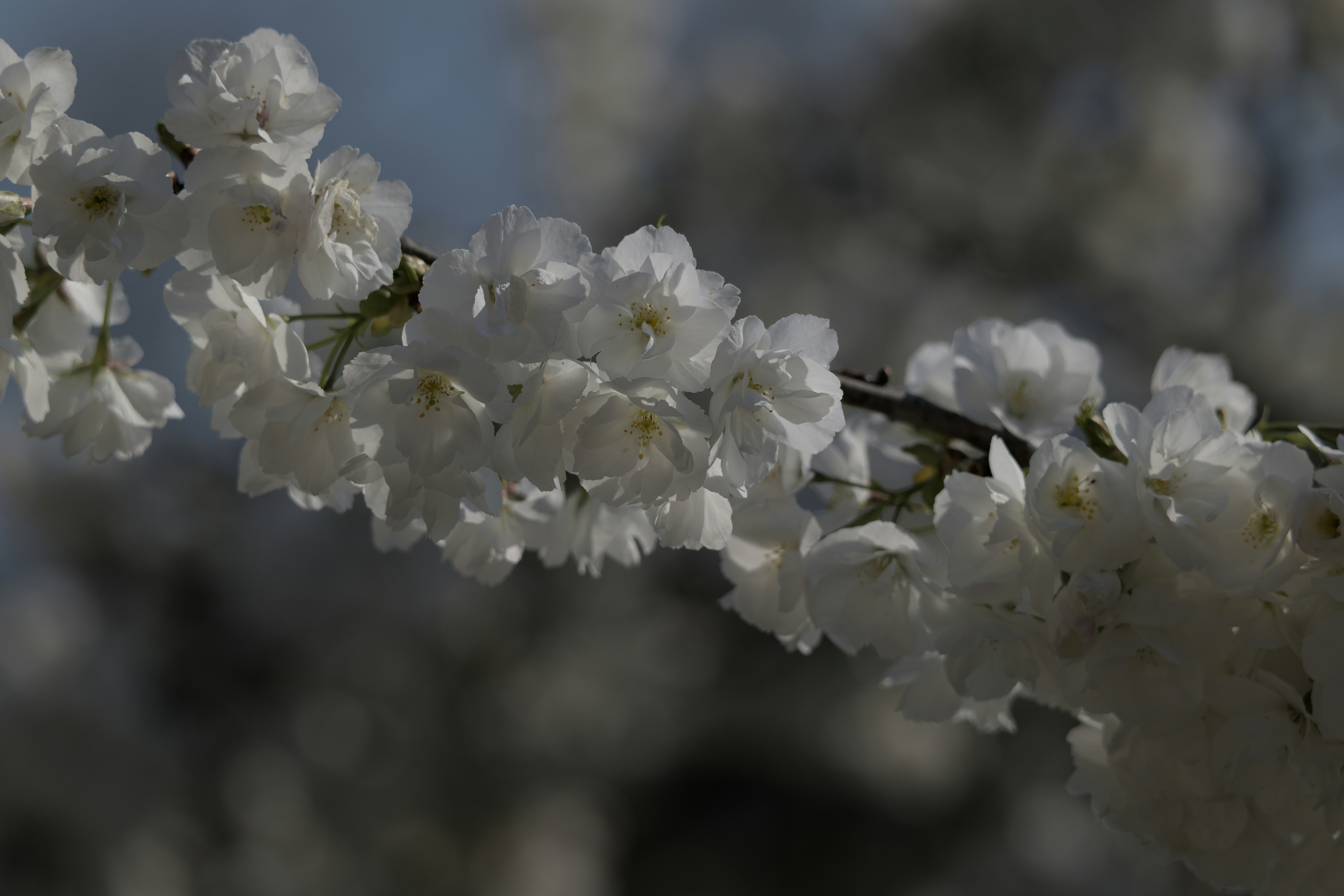 Delicate white blossoms gracefully drape across a branch, illuminated by soft light. The background hints at a serene, blurred landscape.