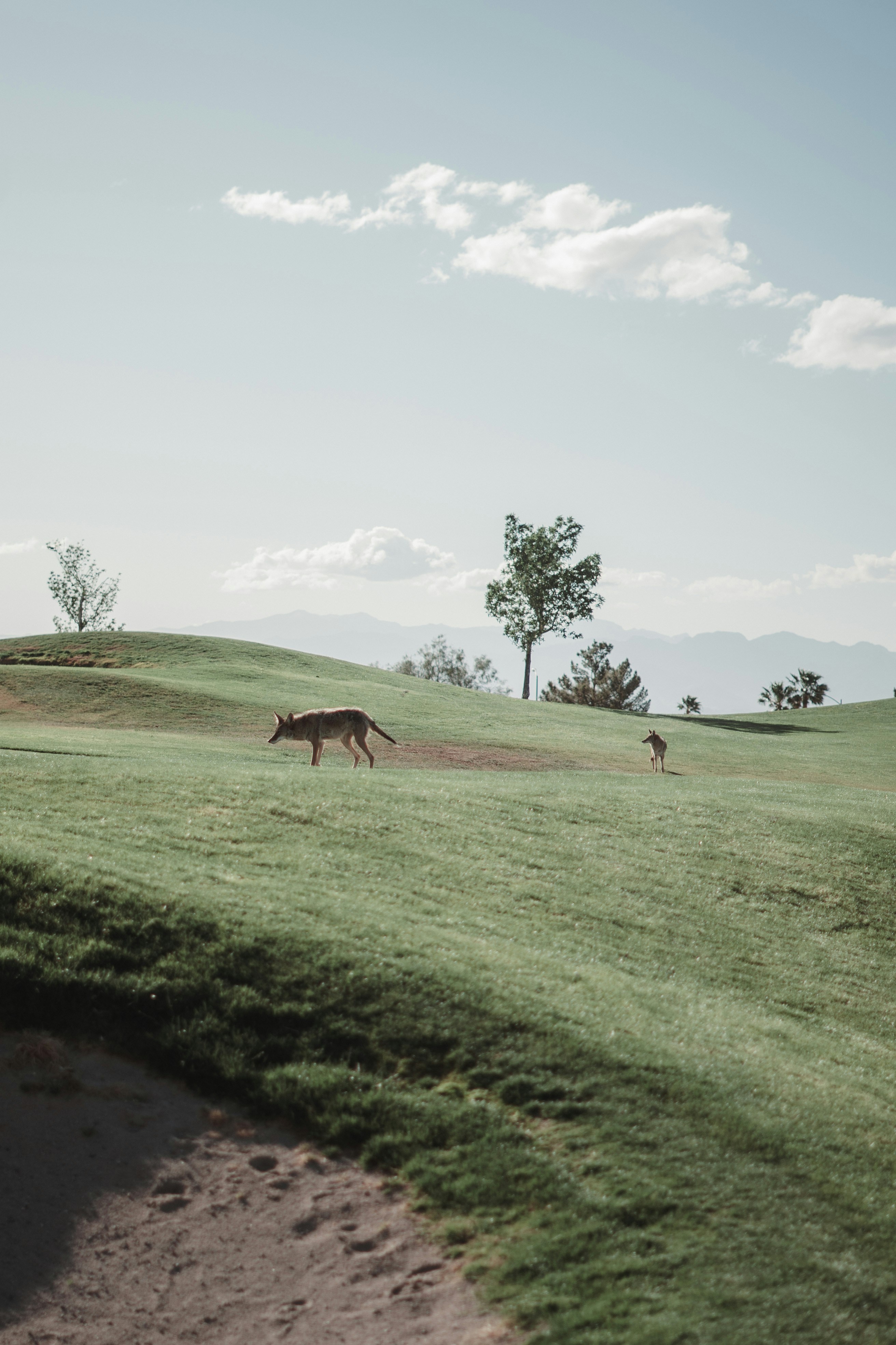 Grazing on the Toward Horizon