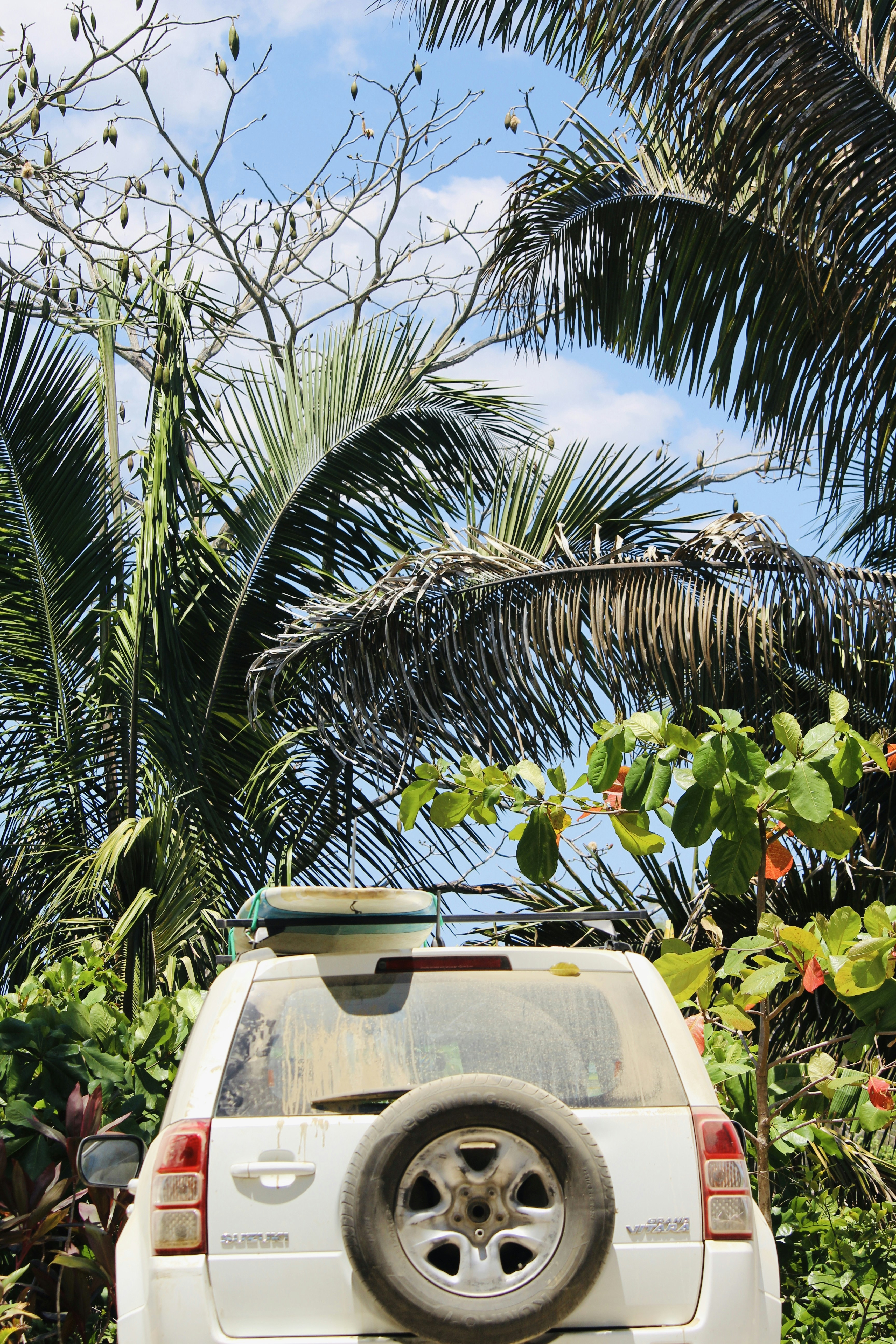 Palm-Frond Backdrop: A White SUV Resting Among Tropical Foliage