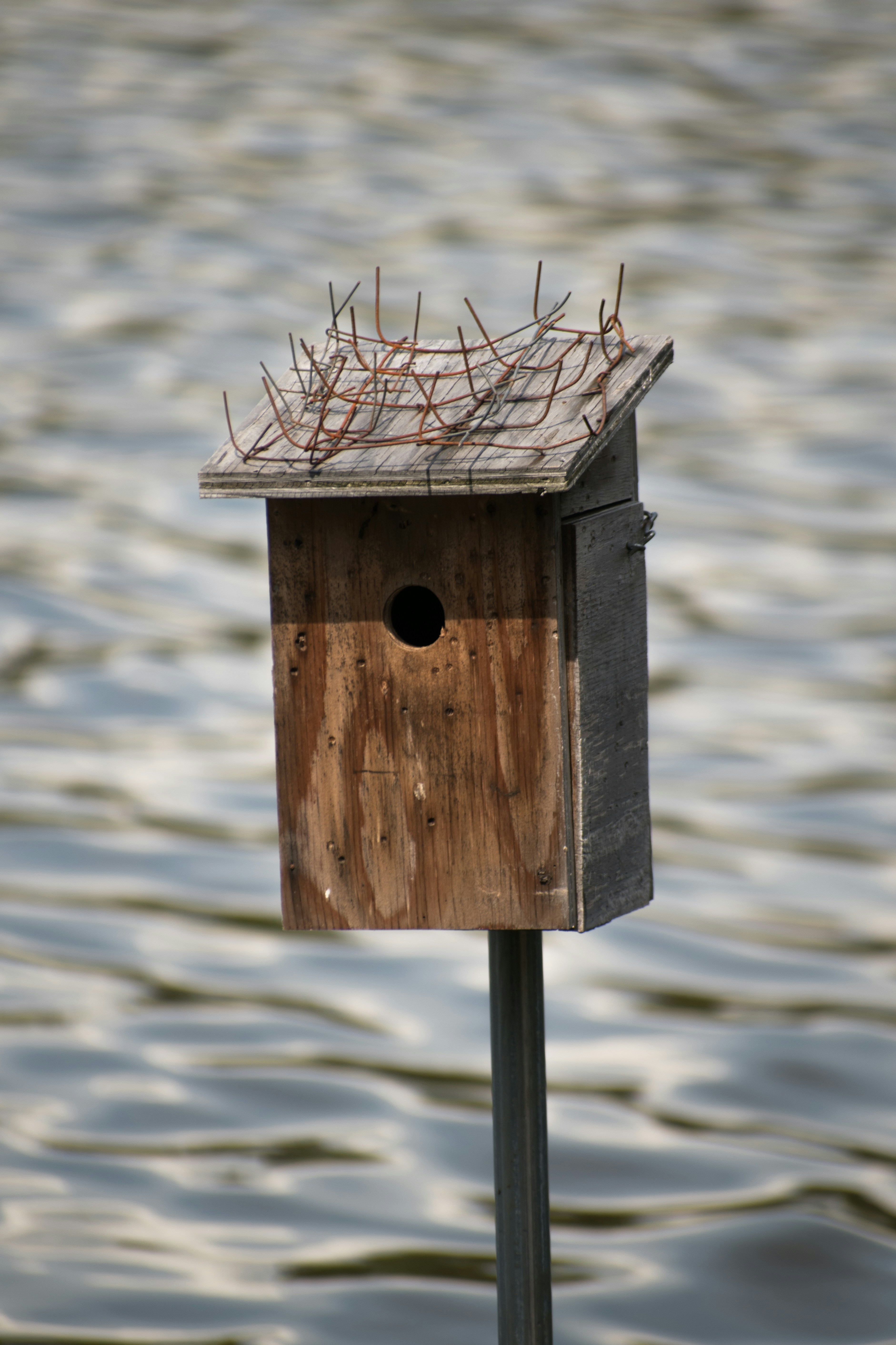 Rust-Crowned Birdhouse: A Weathered Beacon Above Quiet Waters