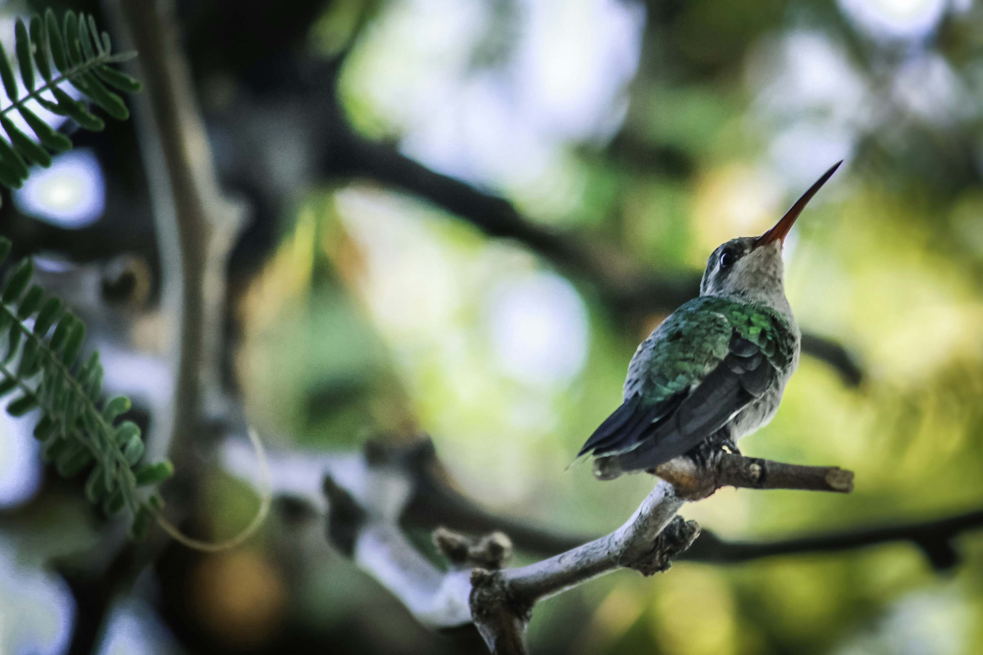 Un colibri perché sur une branche dans un arbre photo – Photo Patagonie ...