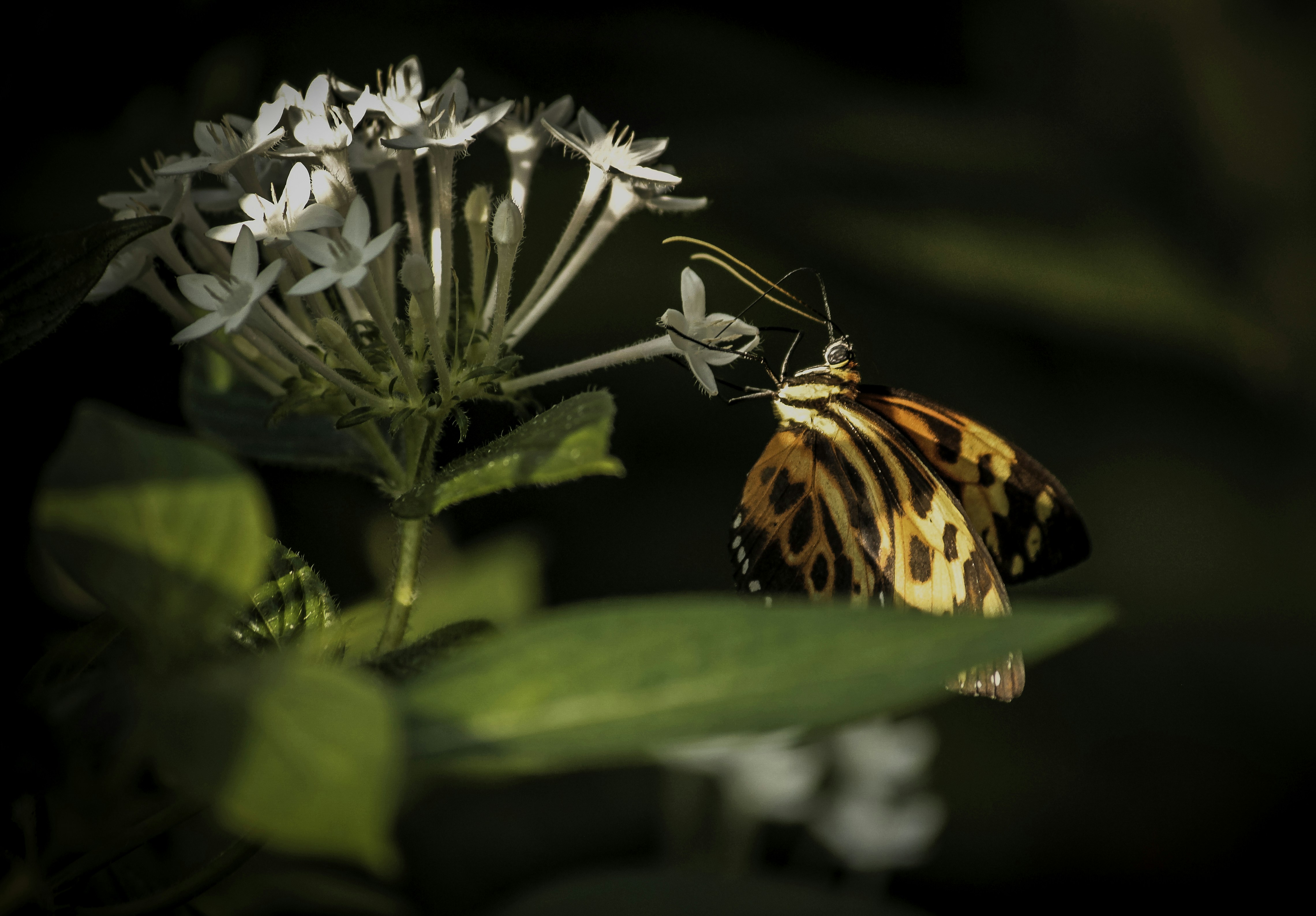 Monarch's Quiet Moment on a Bloom