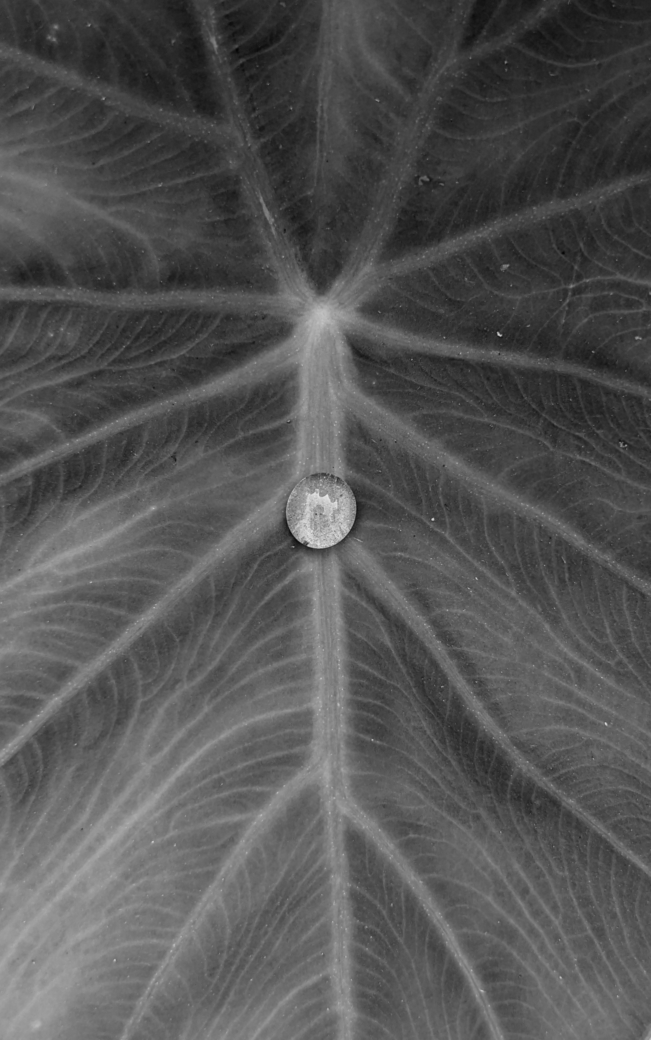 Dew Knot at the Vein Convergence: a grayscale macro leaf portrait