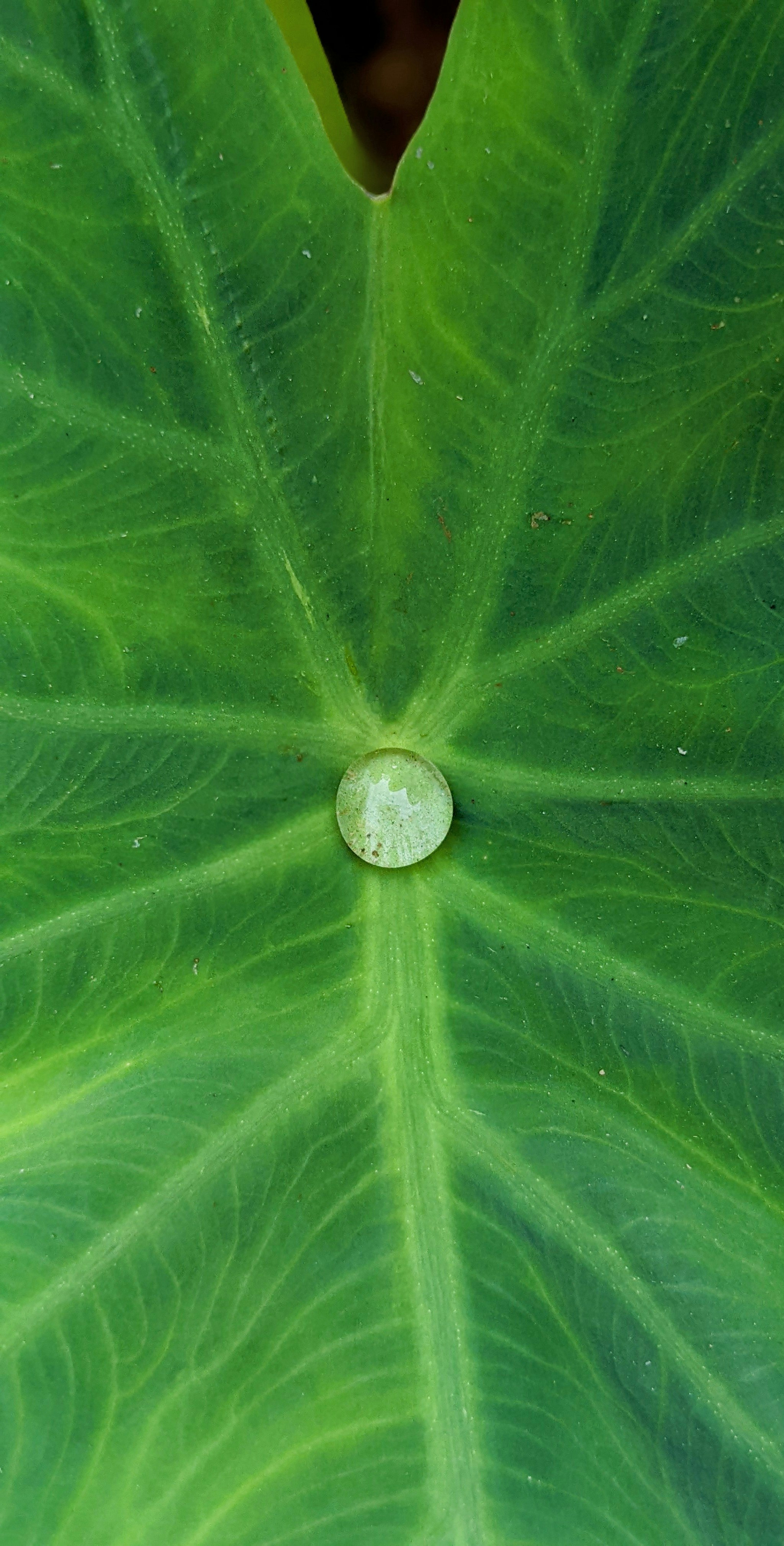a green leaf with a drop of water on it