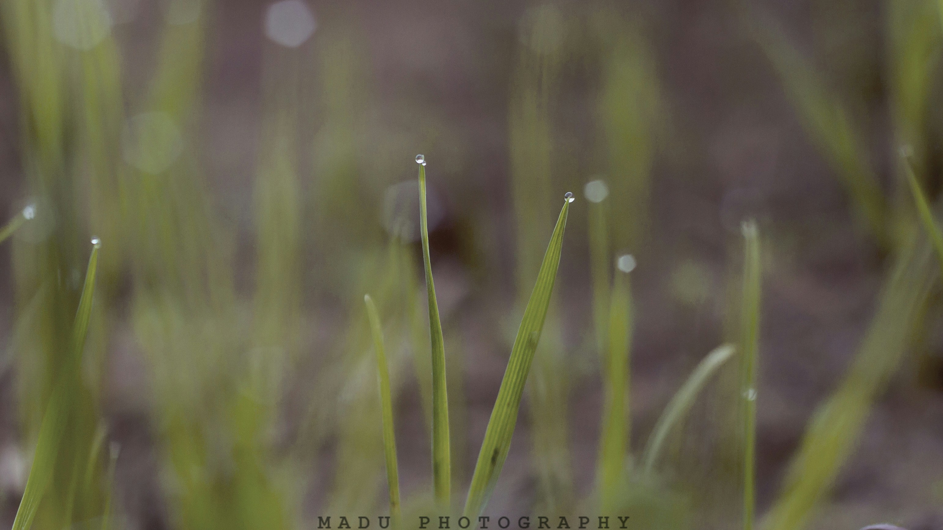 Dew-kissed Grass Blades in Morning Light