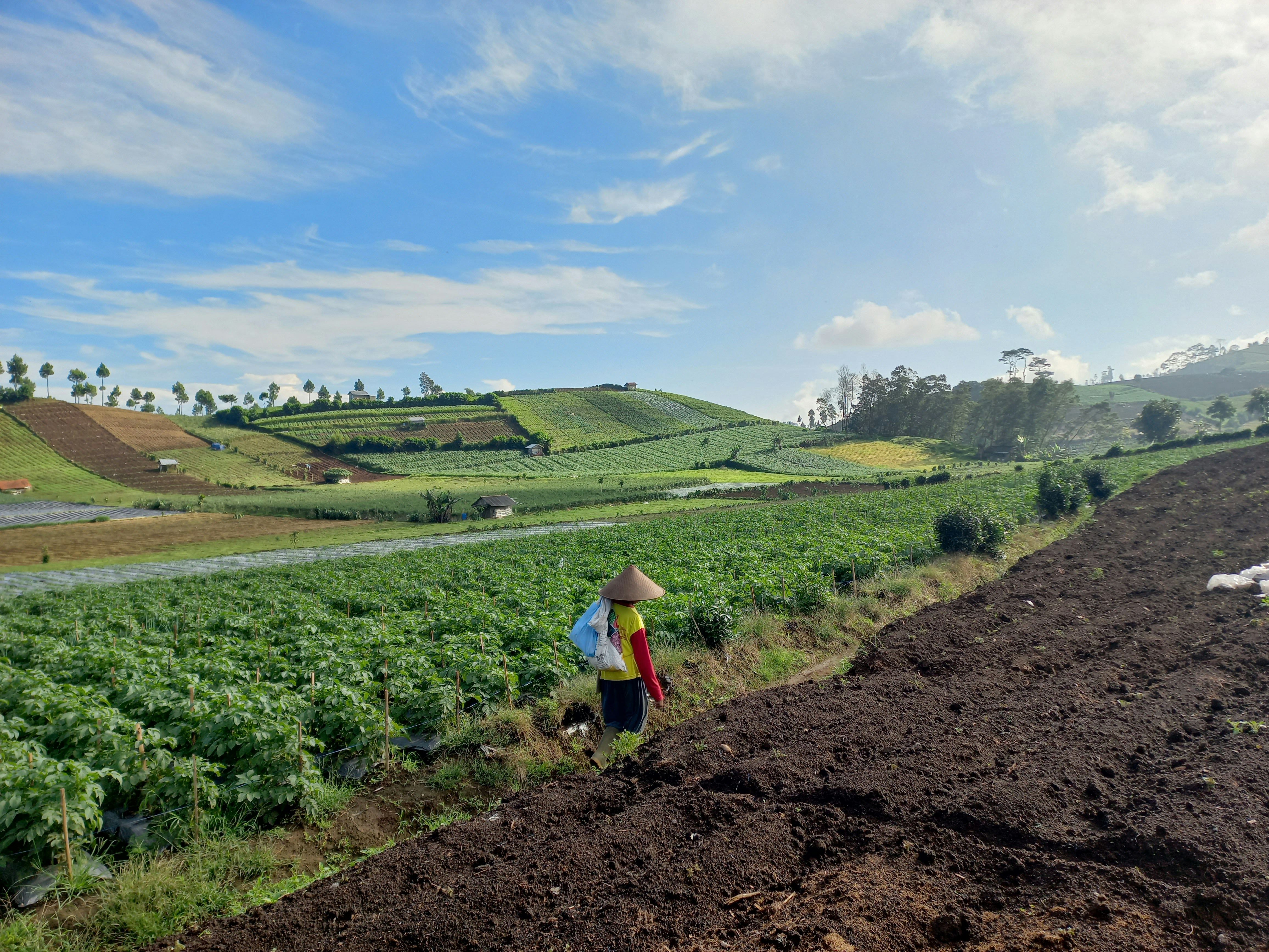A farmer in traditional attire walks through lush green fields, surrounded by rolling hills and a clear blue sky. The scene captures the essence of agricultural life.