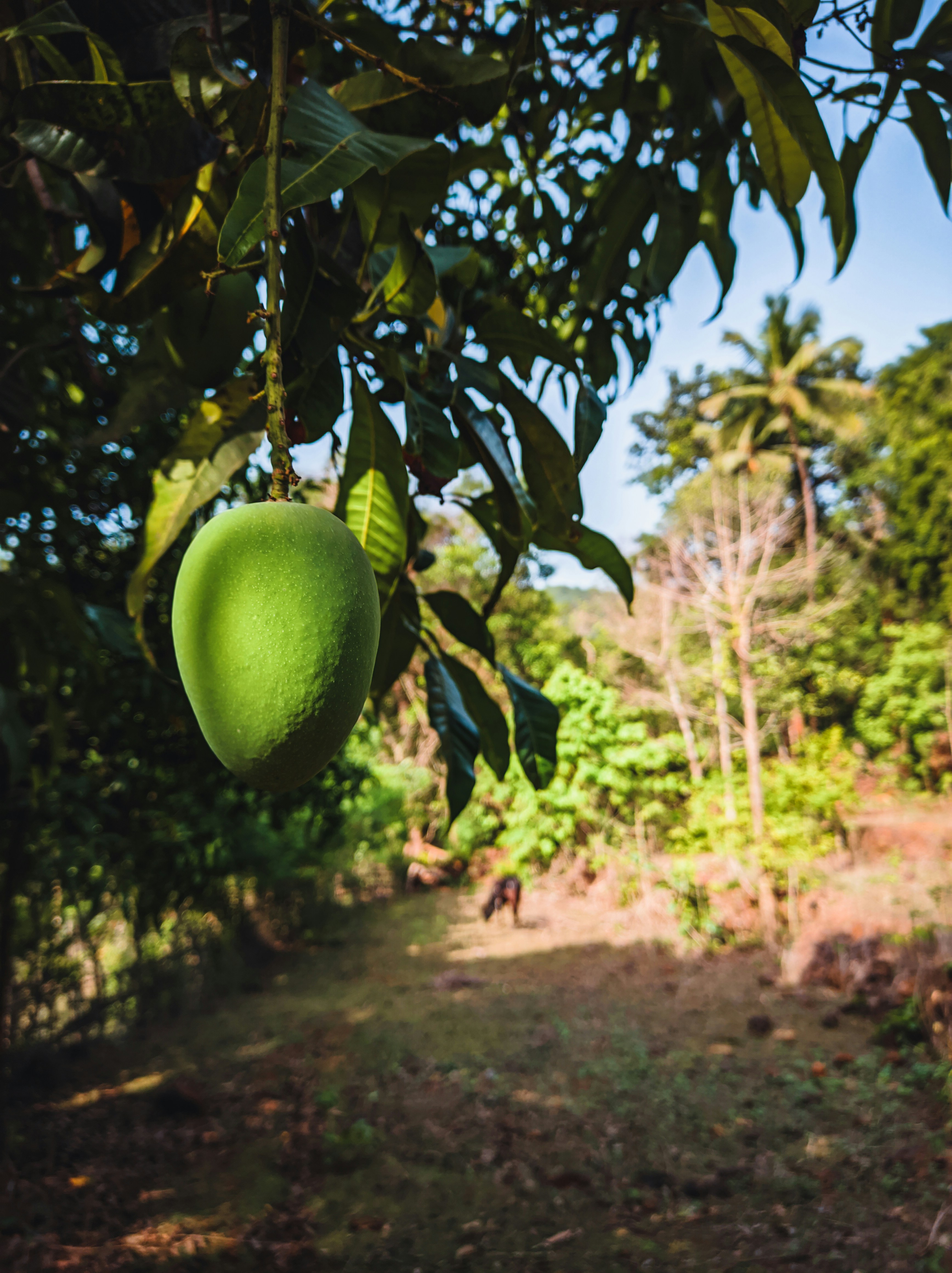 Una fruta verde colgando de un árbol en un bosque foto – Imagen de Mango gratuita en Unsplash