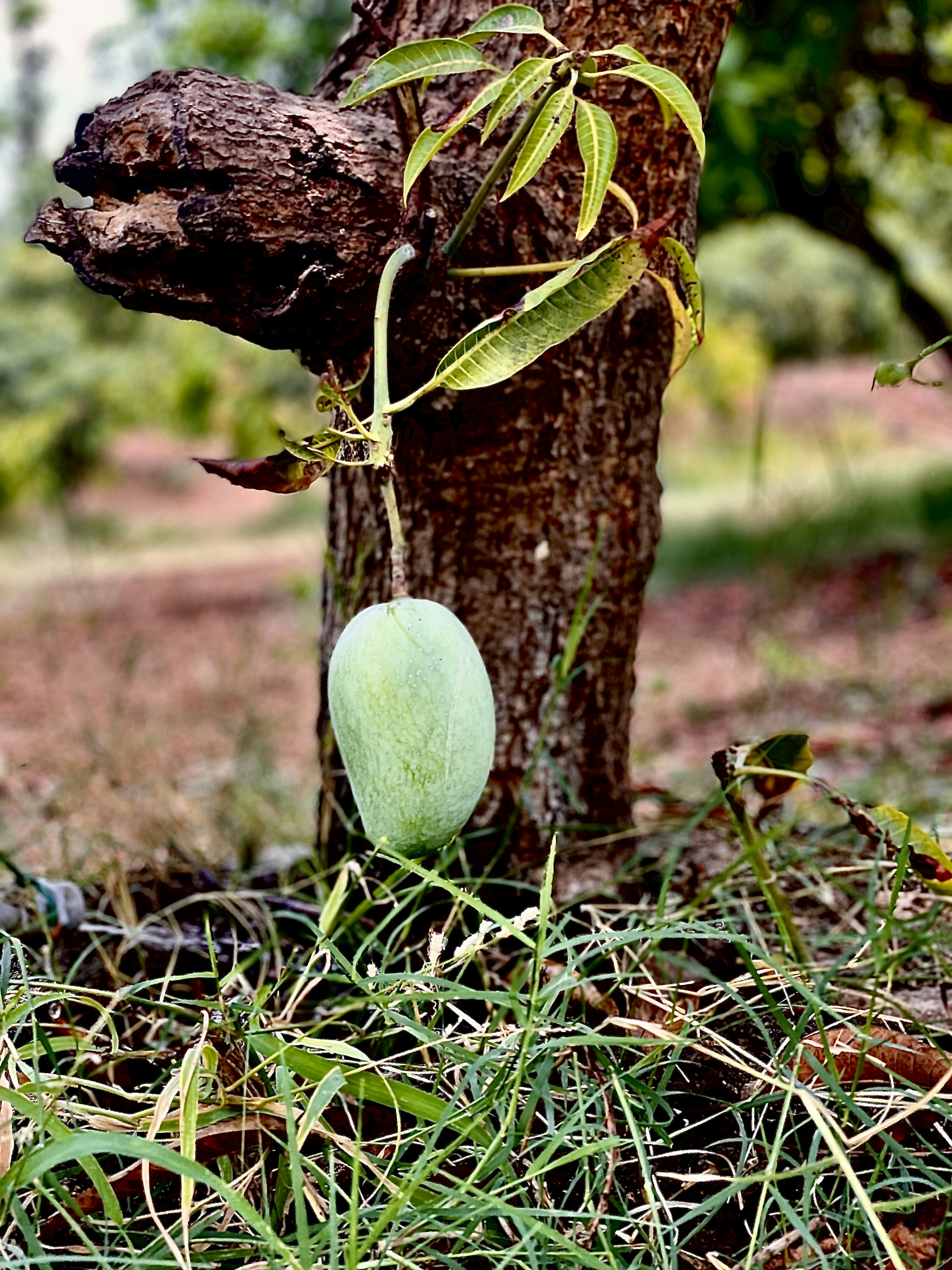a tree that has some kind of fruit on it