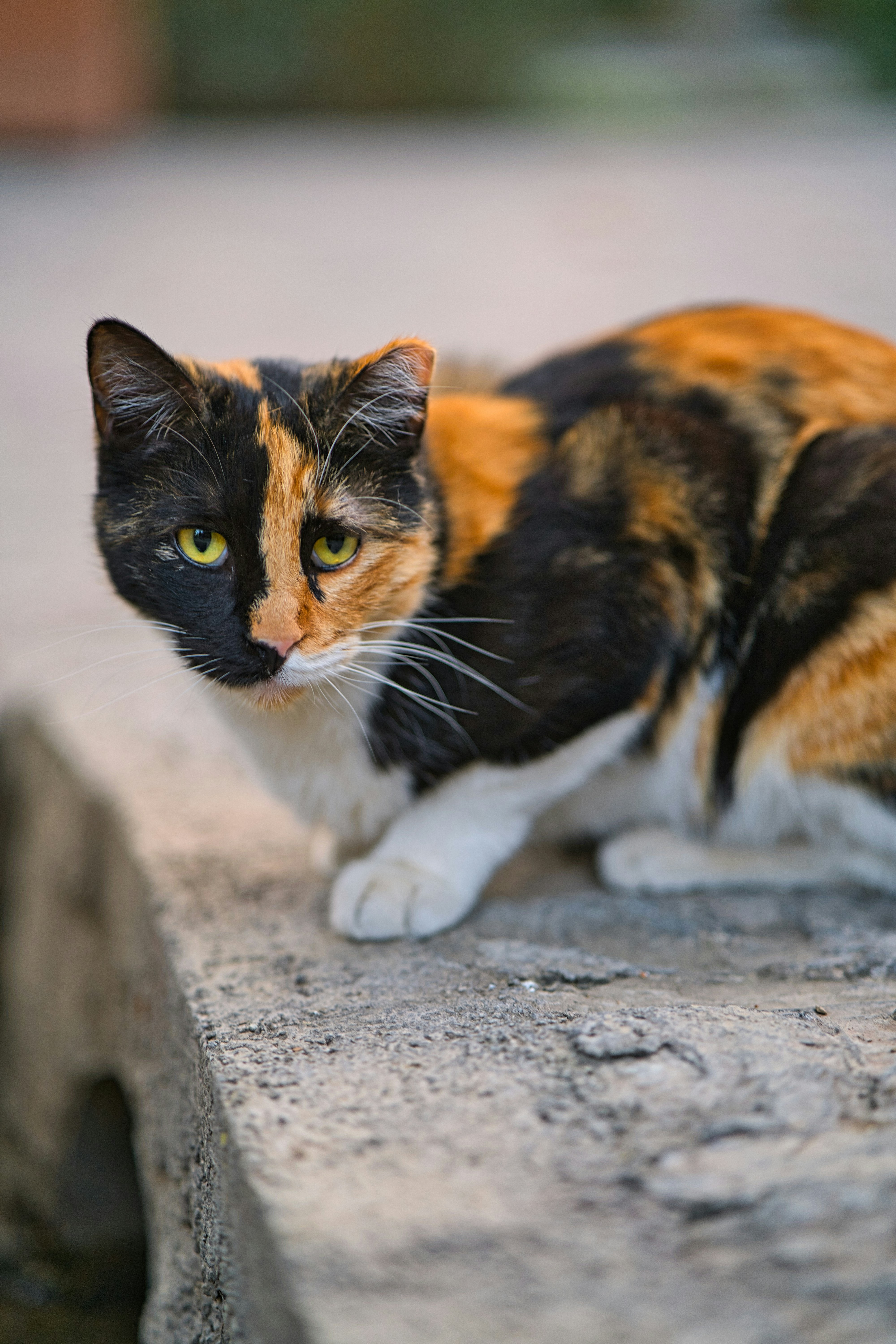 Calico cat with striking green eyes gazes intently while perched on a stone surface.