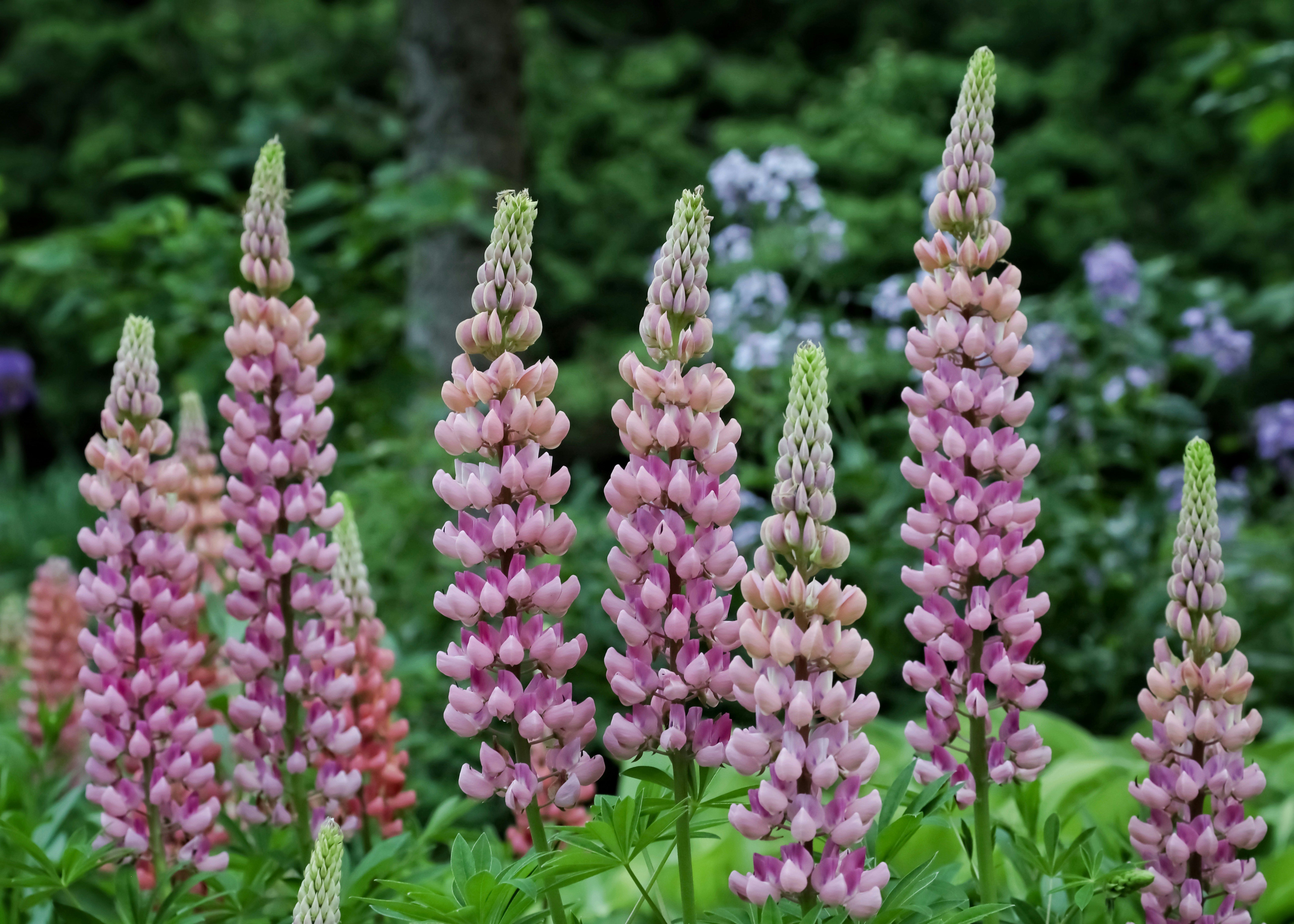 Towering Lupines in a Verdant Glade