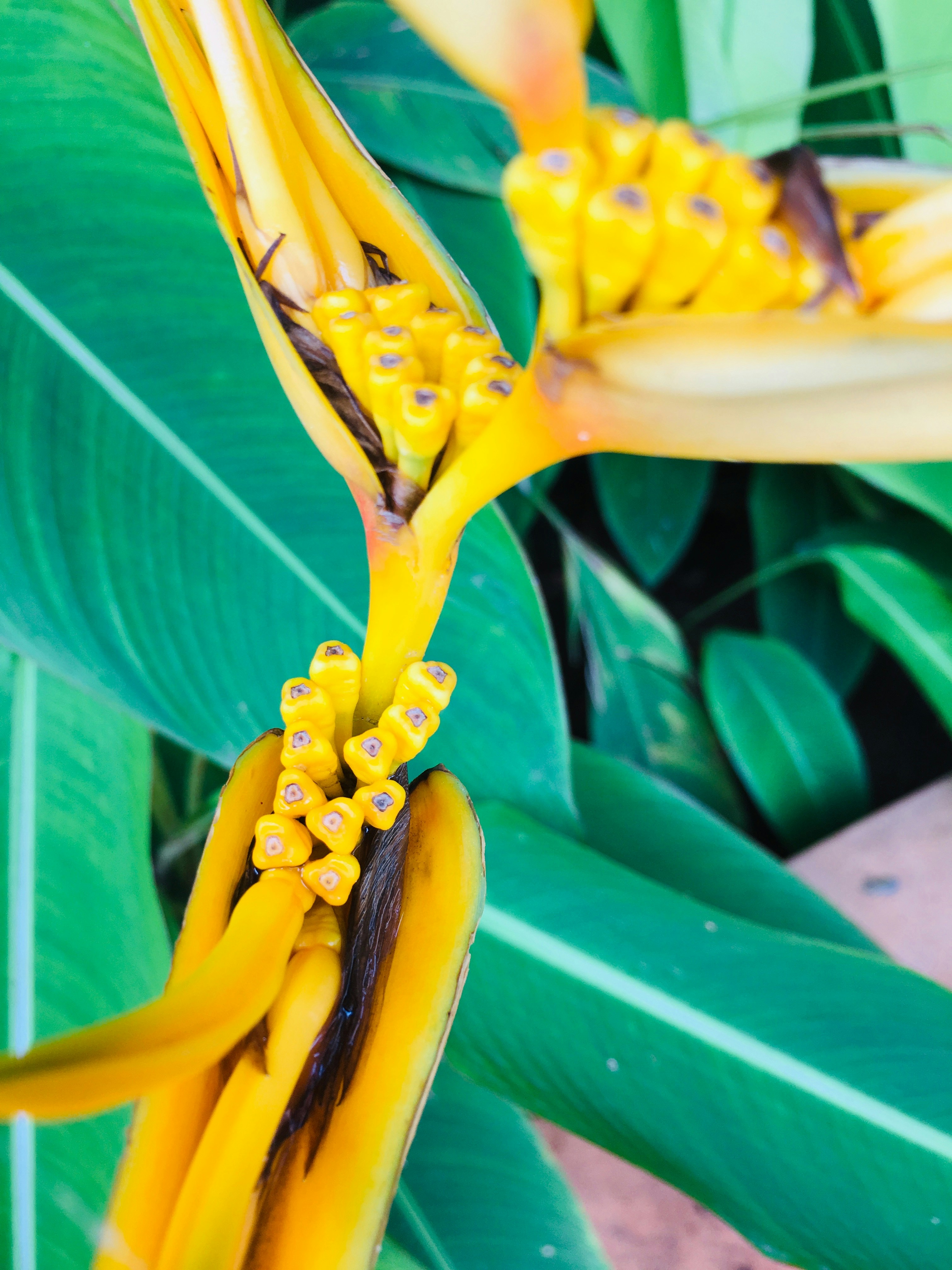 Neon Heliconia Bloom: Close-Up of Yellow Stems Against Lush Green Foliage