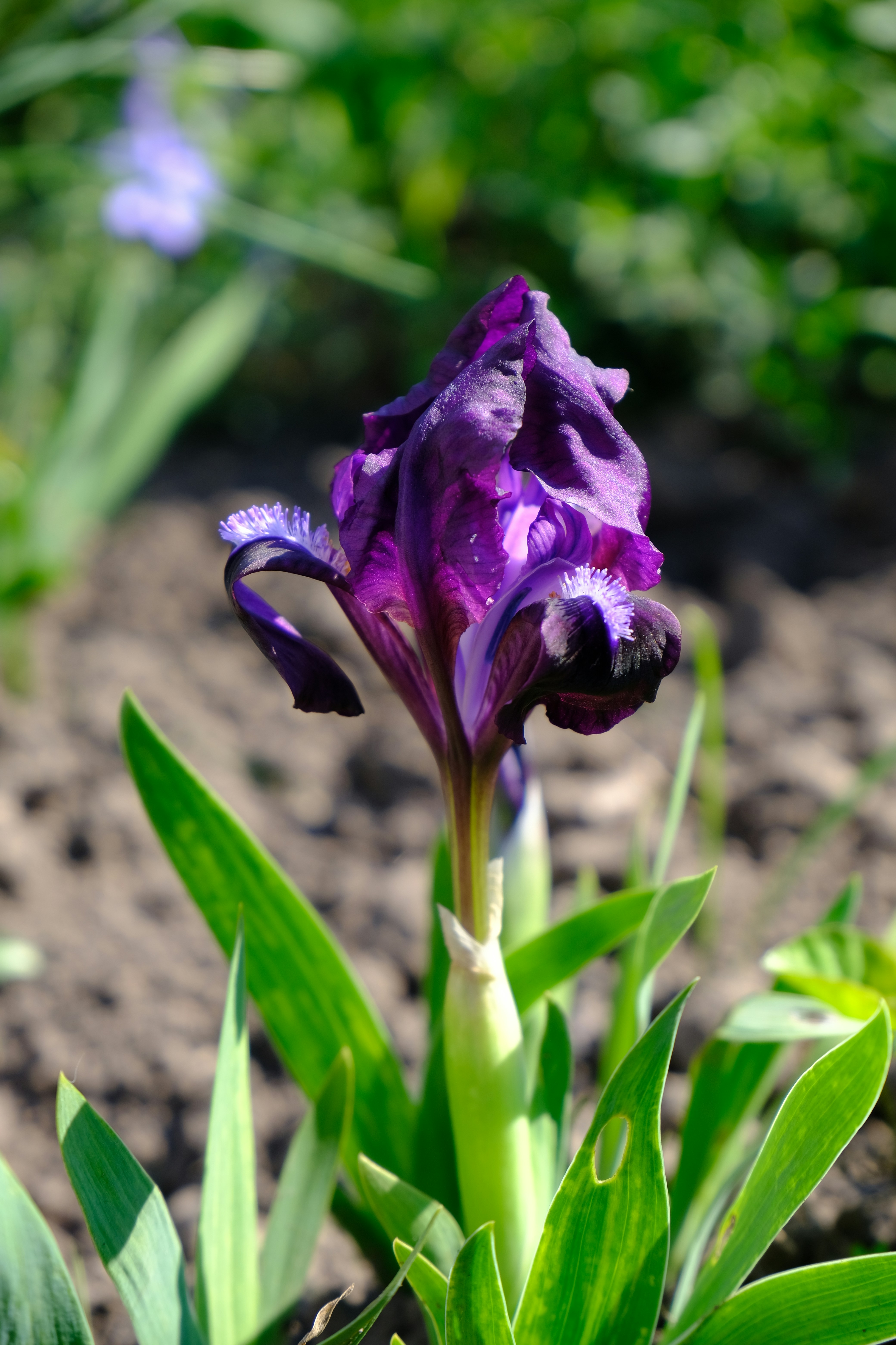 Close-up photograph of a purple iris with ruffled petals emerging from green leaves in a sunlit garden bed.