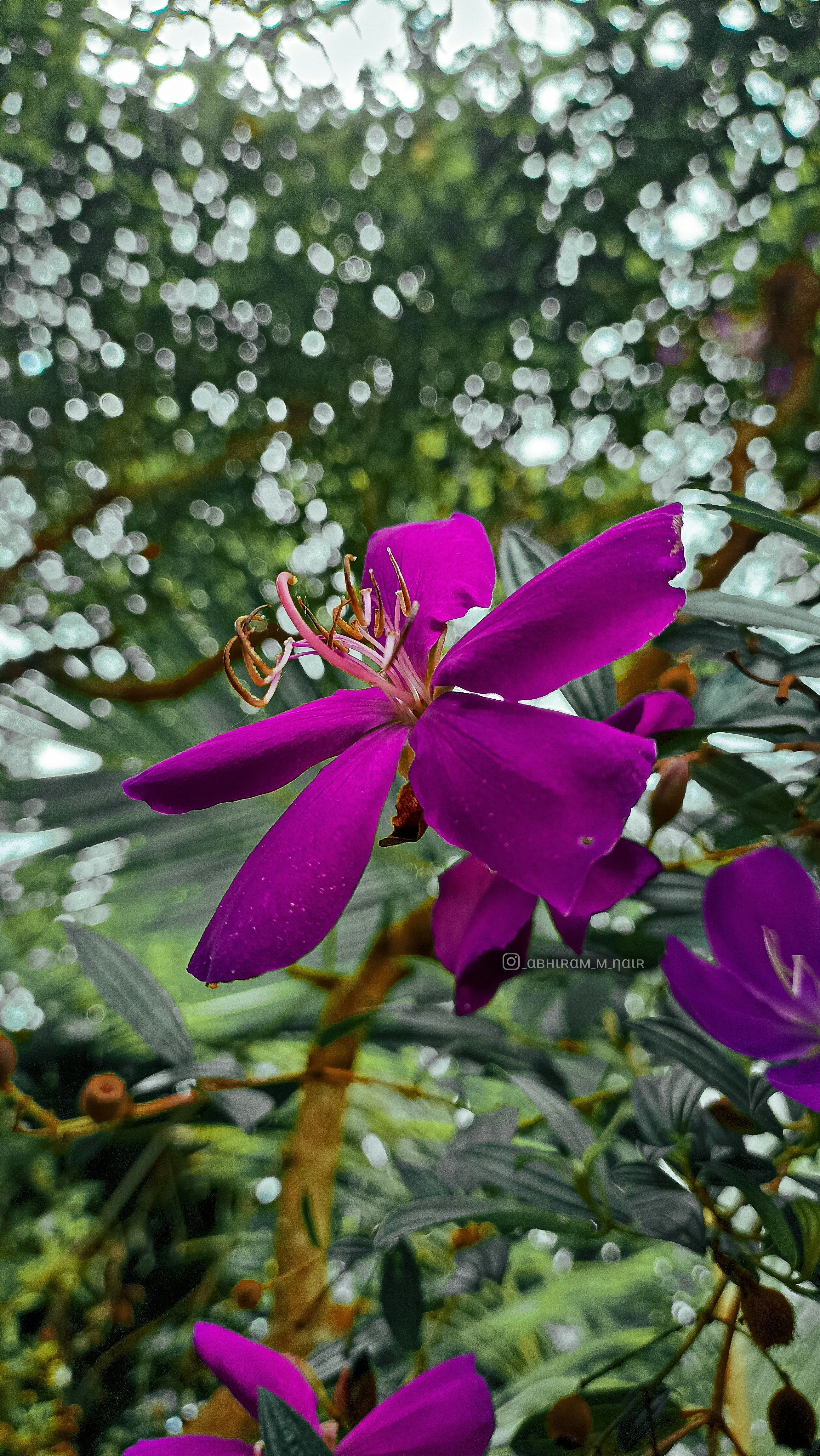 Magenta Bloom in Focus Amid a Dreamy Bokeh Canopy