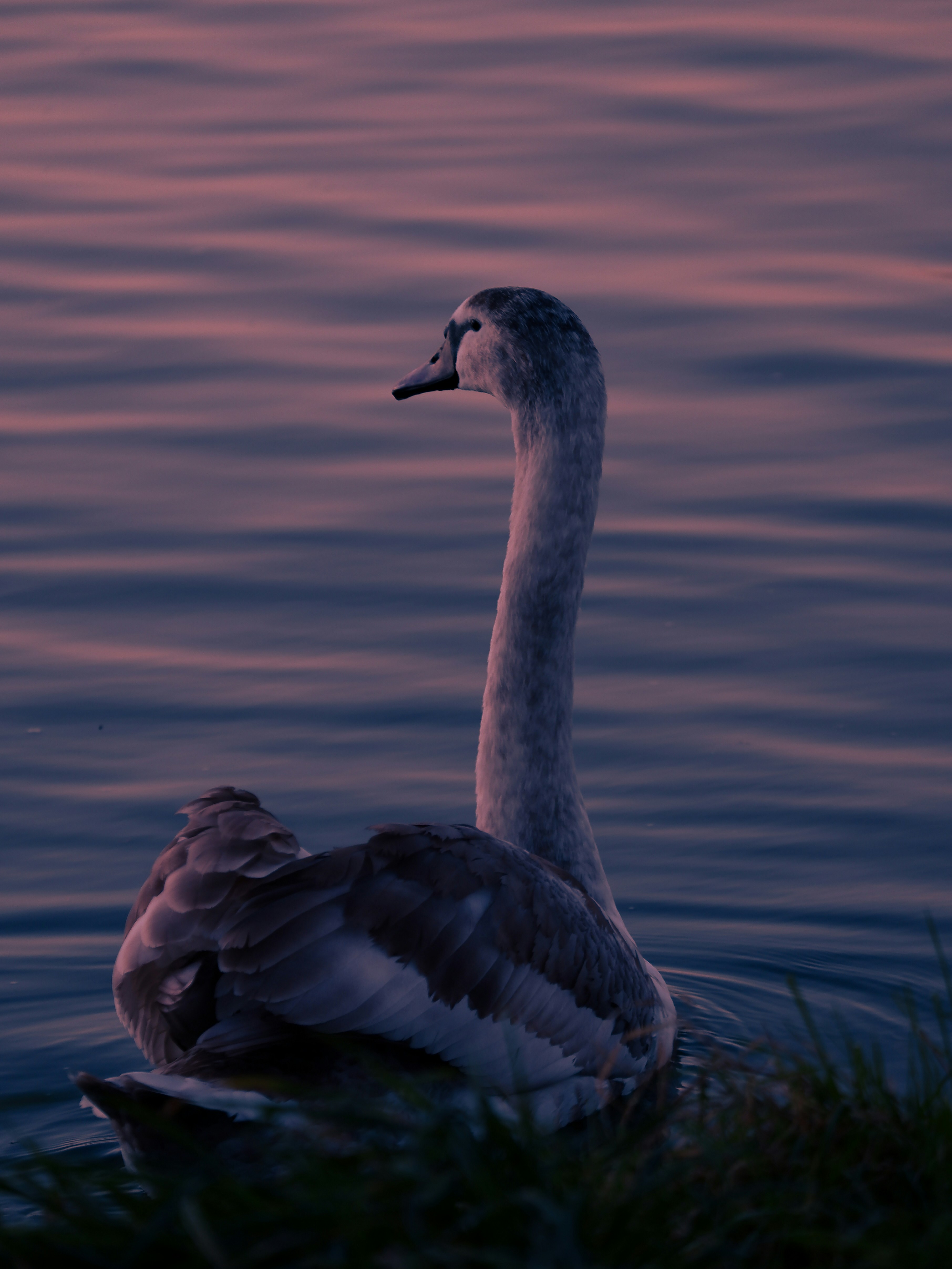 a swan is swimming in the water at sunset