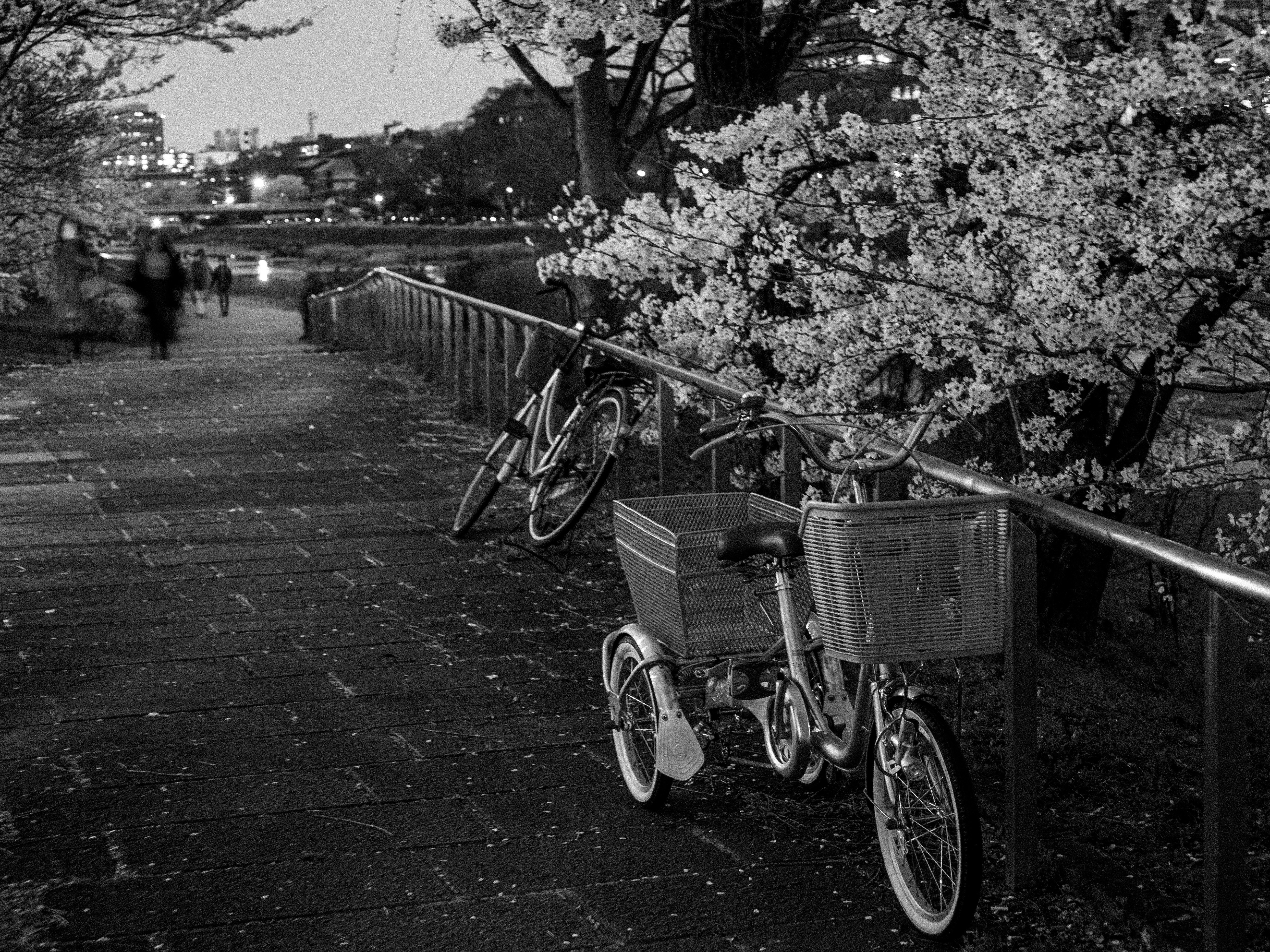 Monochrome Riverside: Bicycles and Blossoms Beside a Quiet Walkway