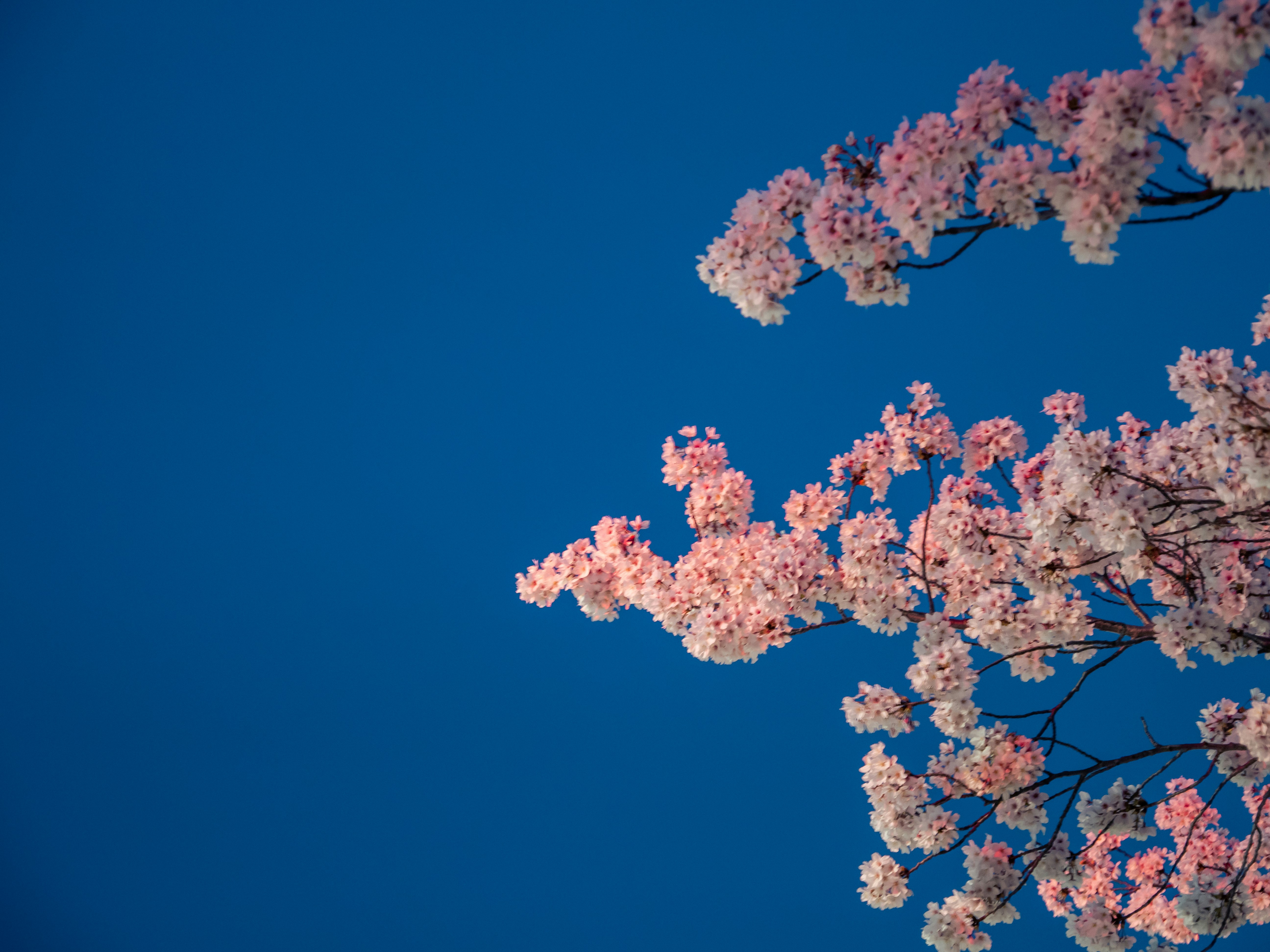 Pink blossoms extend along a branch against a deep blue sky, creating a vivid color contrast. The image emphasizes a simple, graphic composition.