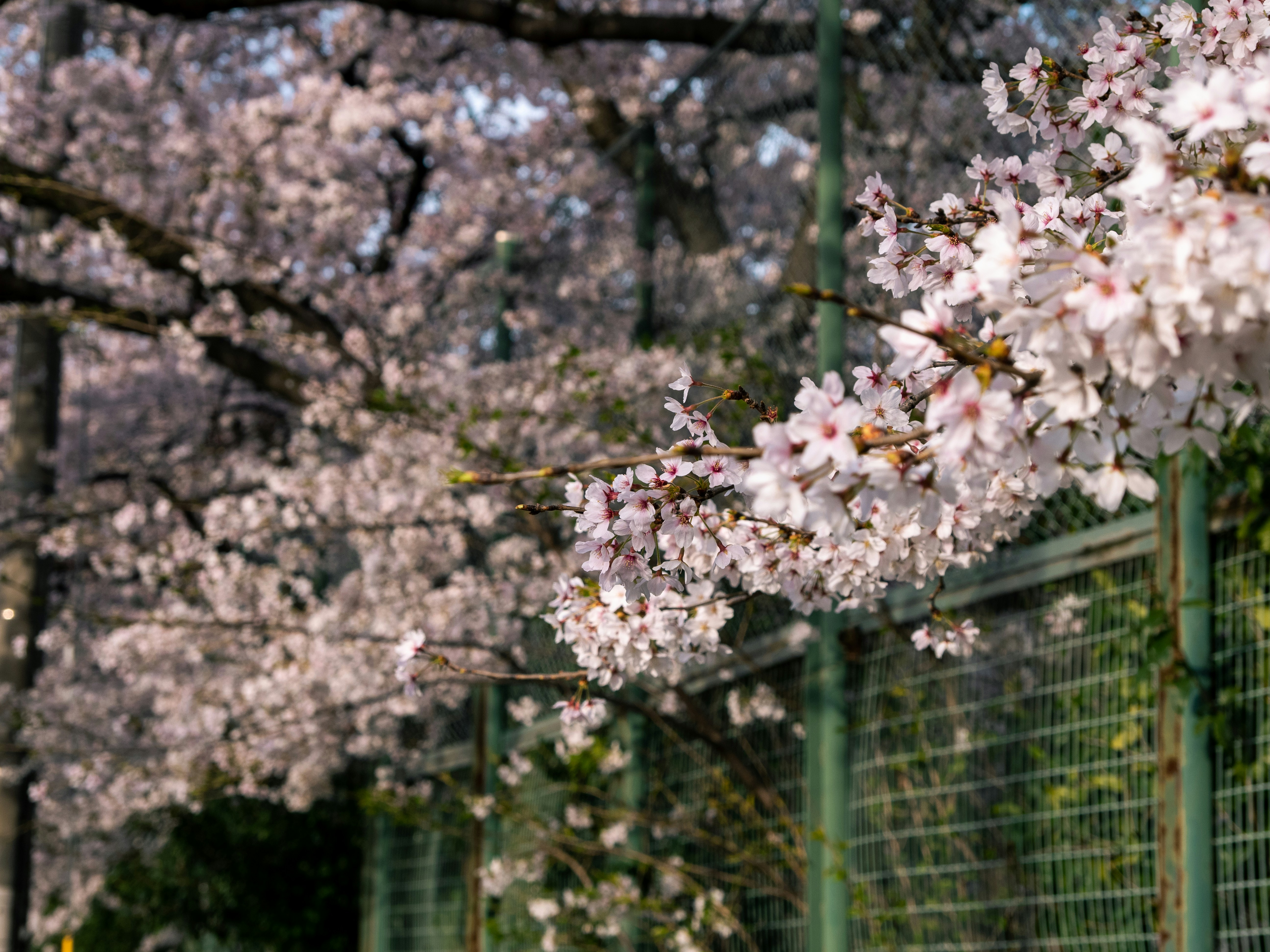 A fence with a bunch of pink flowers on it photo – Free Bicyle Image on ...
