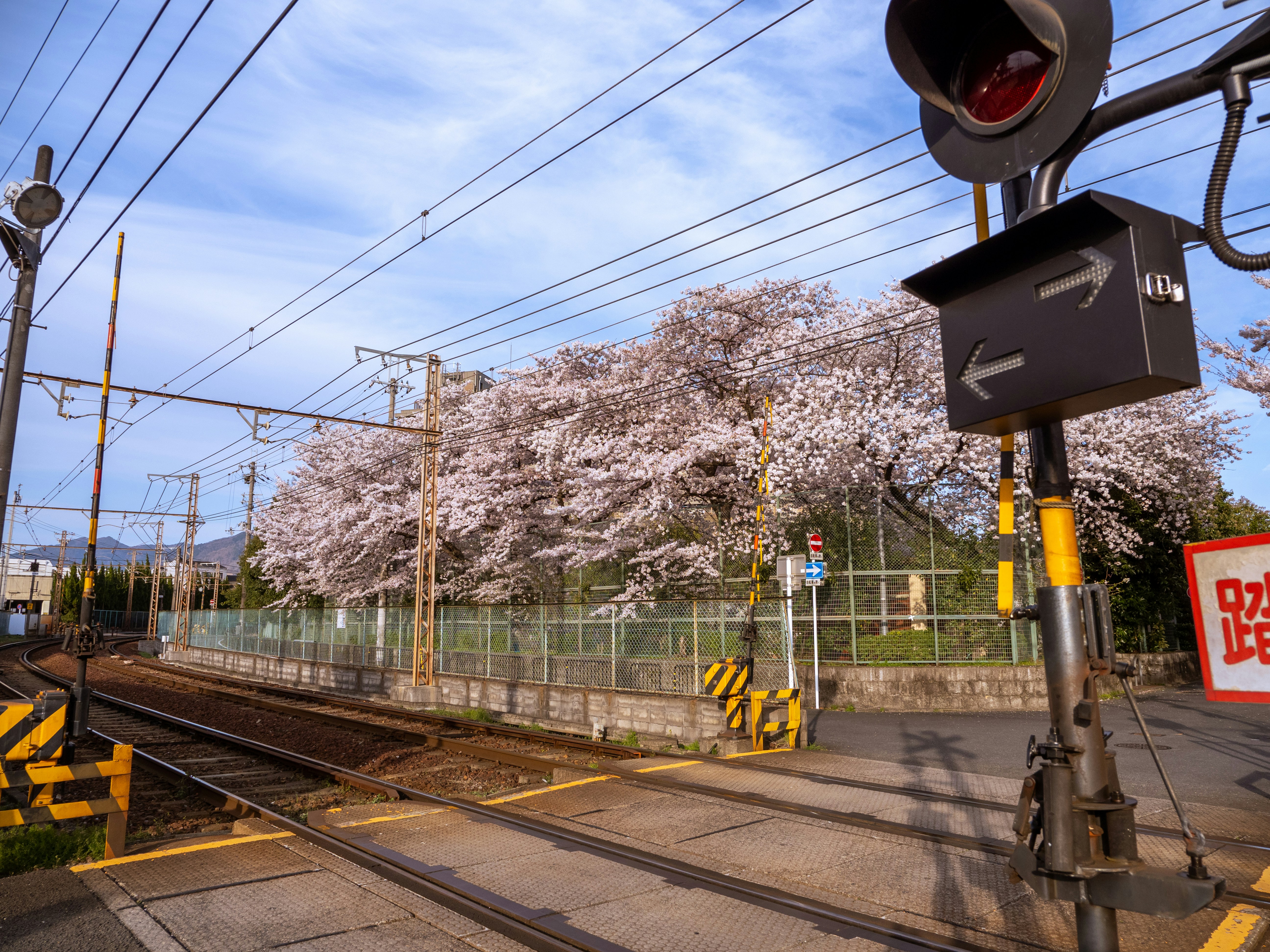 a railroad track with a stop light and cherry blossom trees